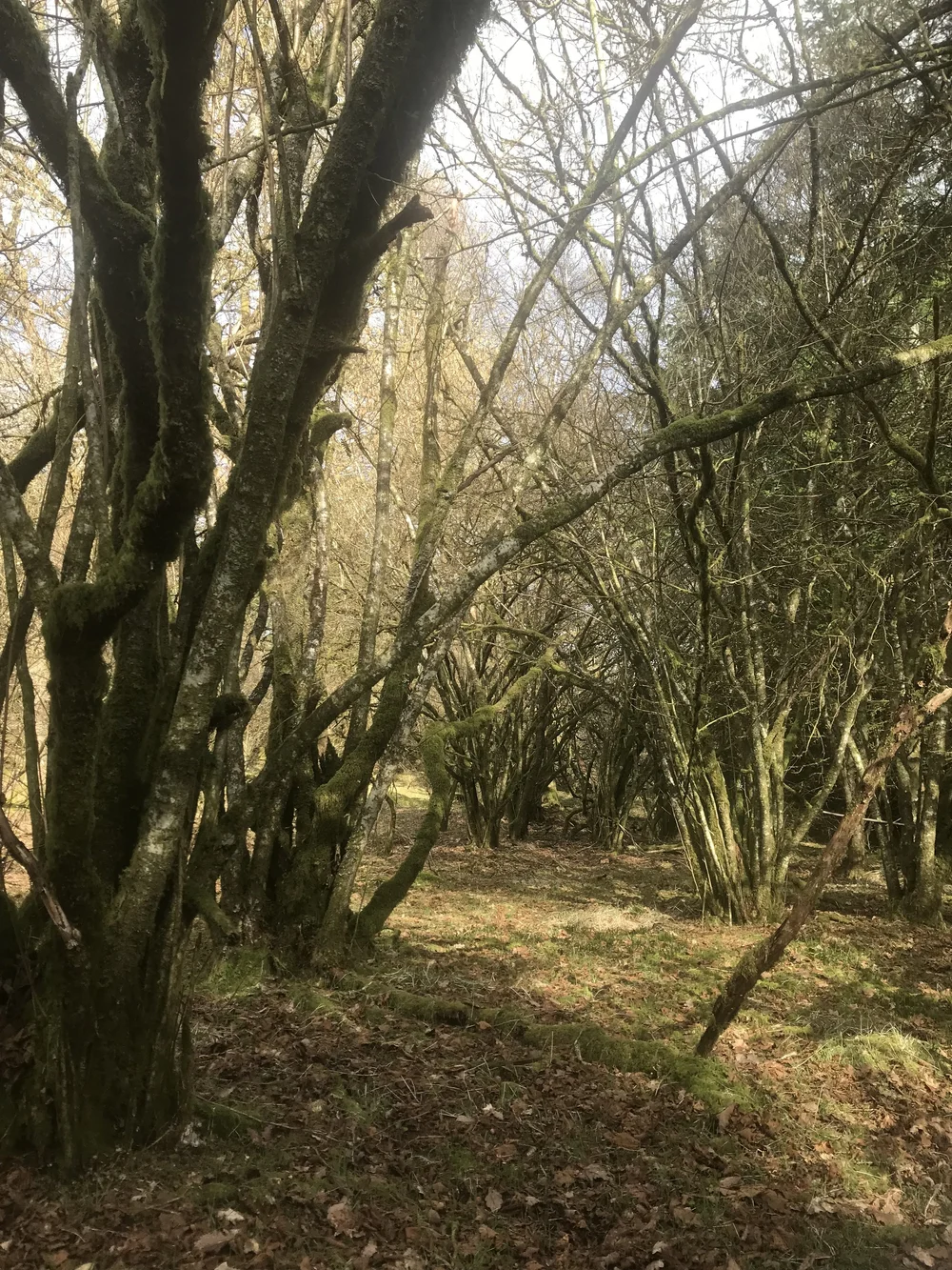 Coppice — Green Aspirations Scotland CIC