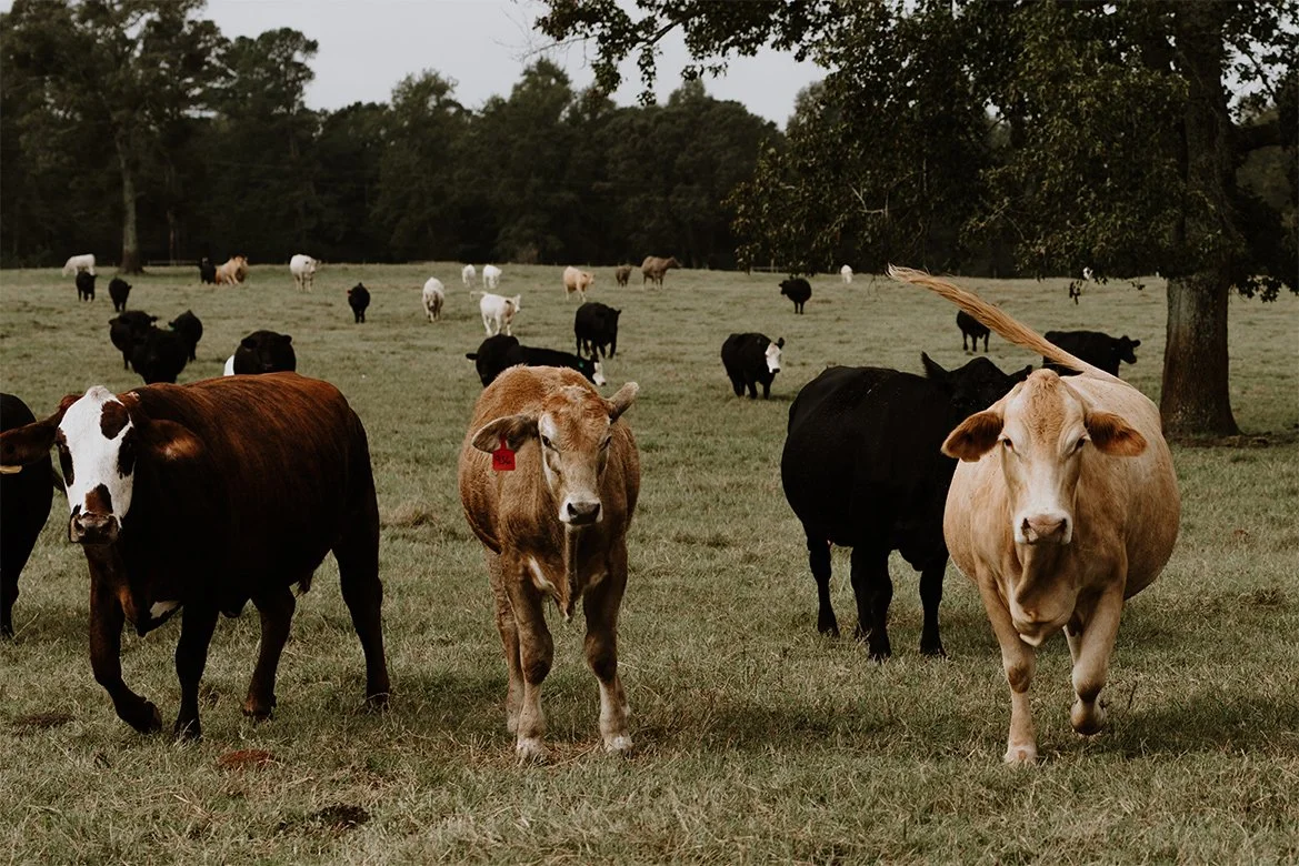 farm burger – About