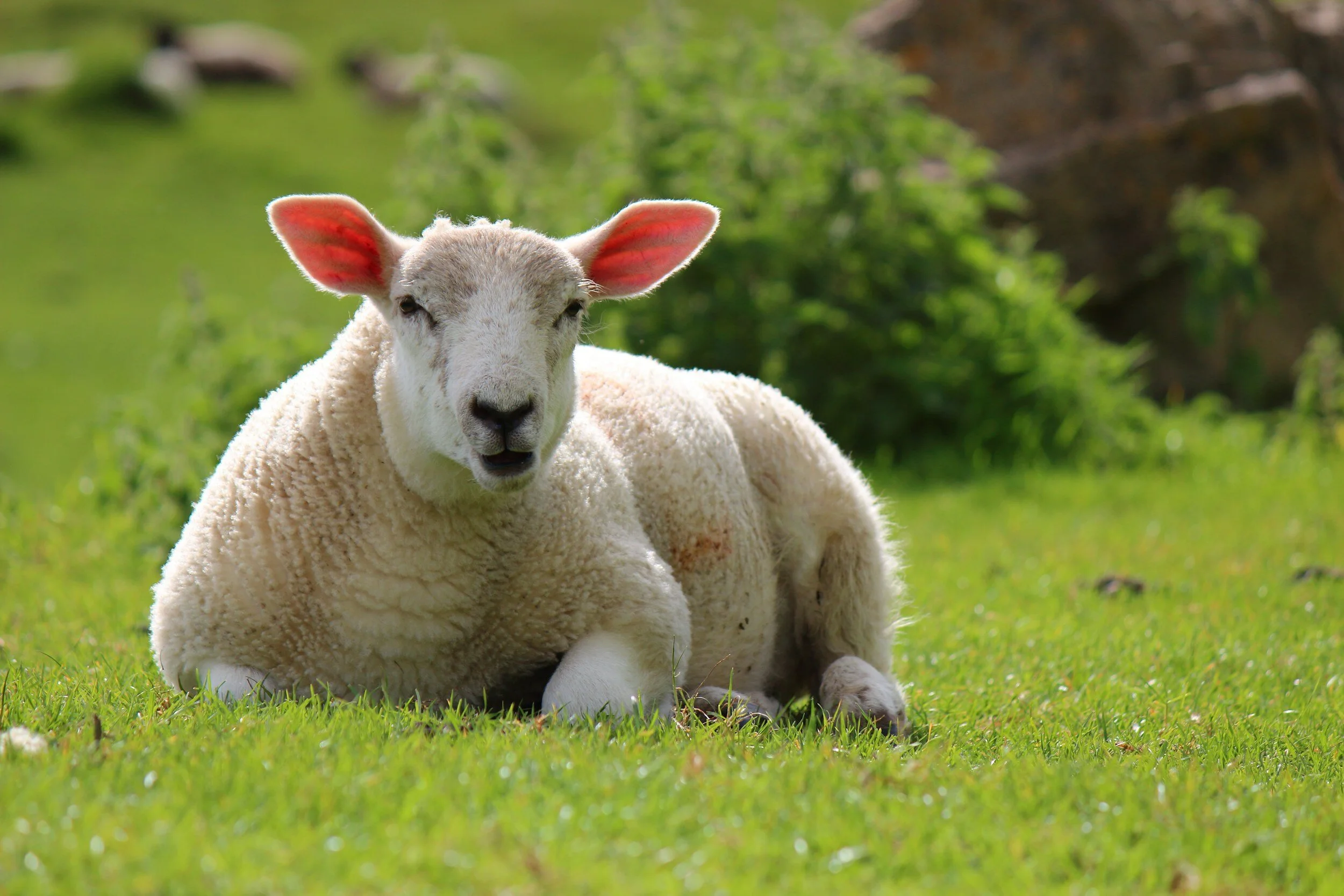 His Sheep Ministries