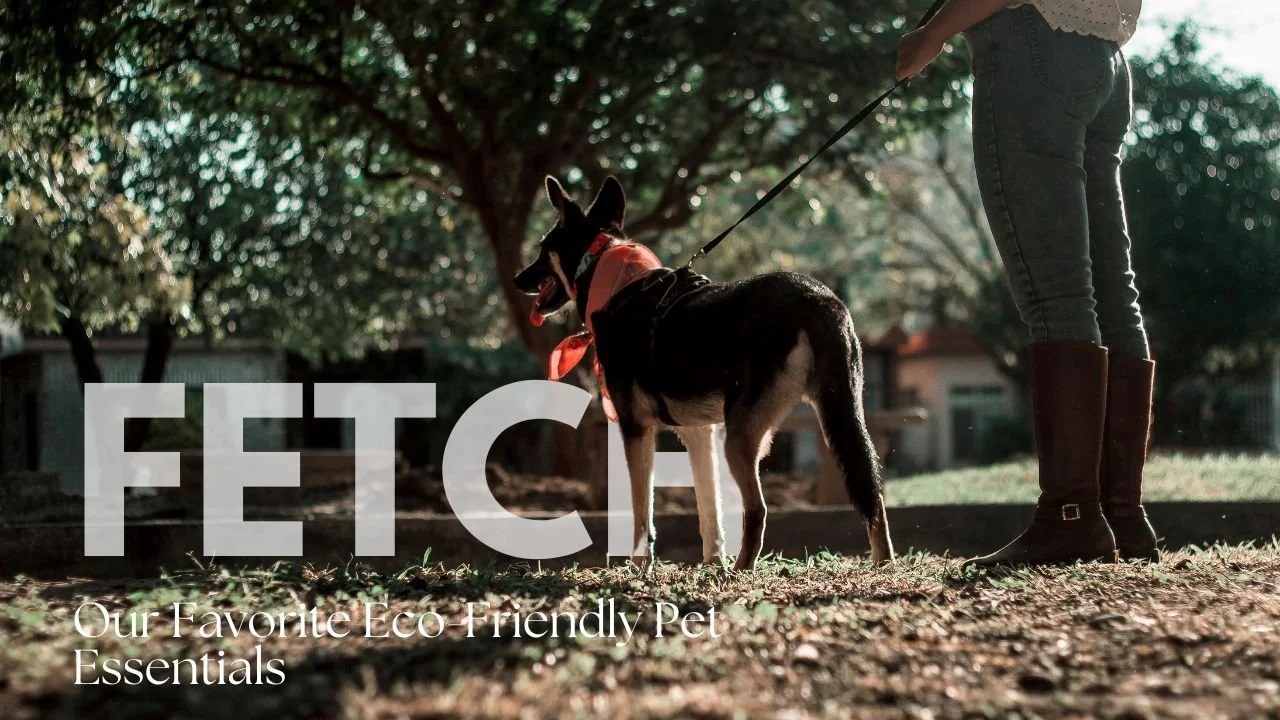 Top 10 Eco-Friendly Pet Essentials for Sustainable Pet Parents — The ...