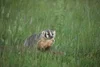 About Badgers — Prairie Badger