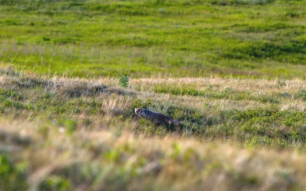 Take Action — Prairie Badger