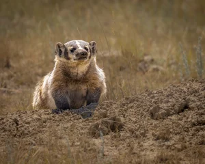 About Badgers — Prairie Badger