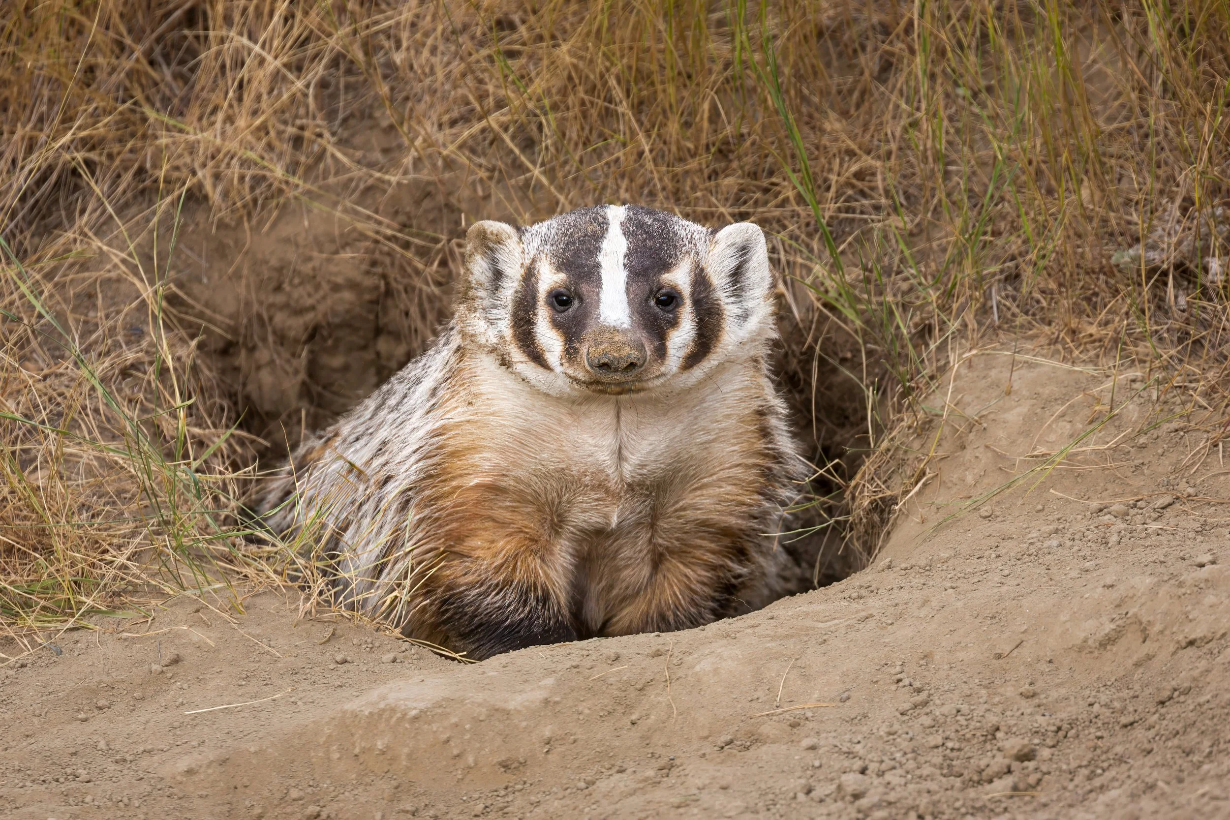 About Badgers — Prairie Badger