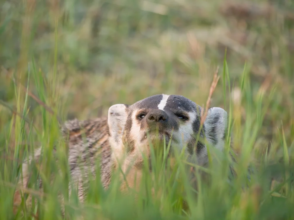 About Badgers — Prairie Badger