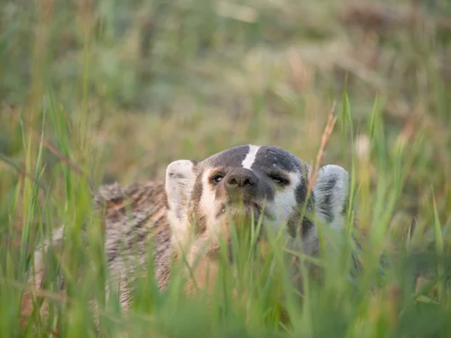 About Badgers — Prairie Badger