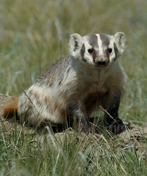 About Badgers — Prairie Badger