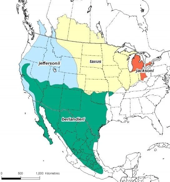About Badgers — Prairie Badger