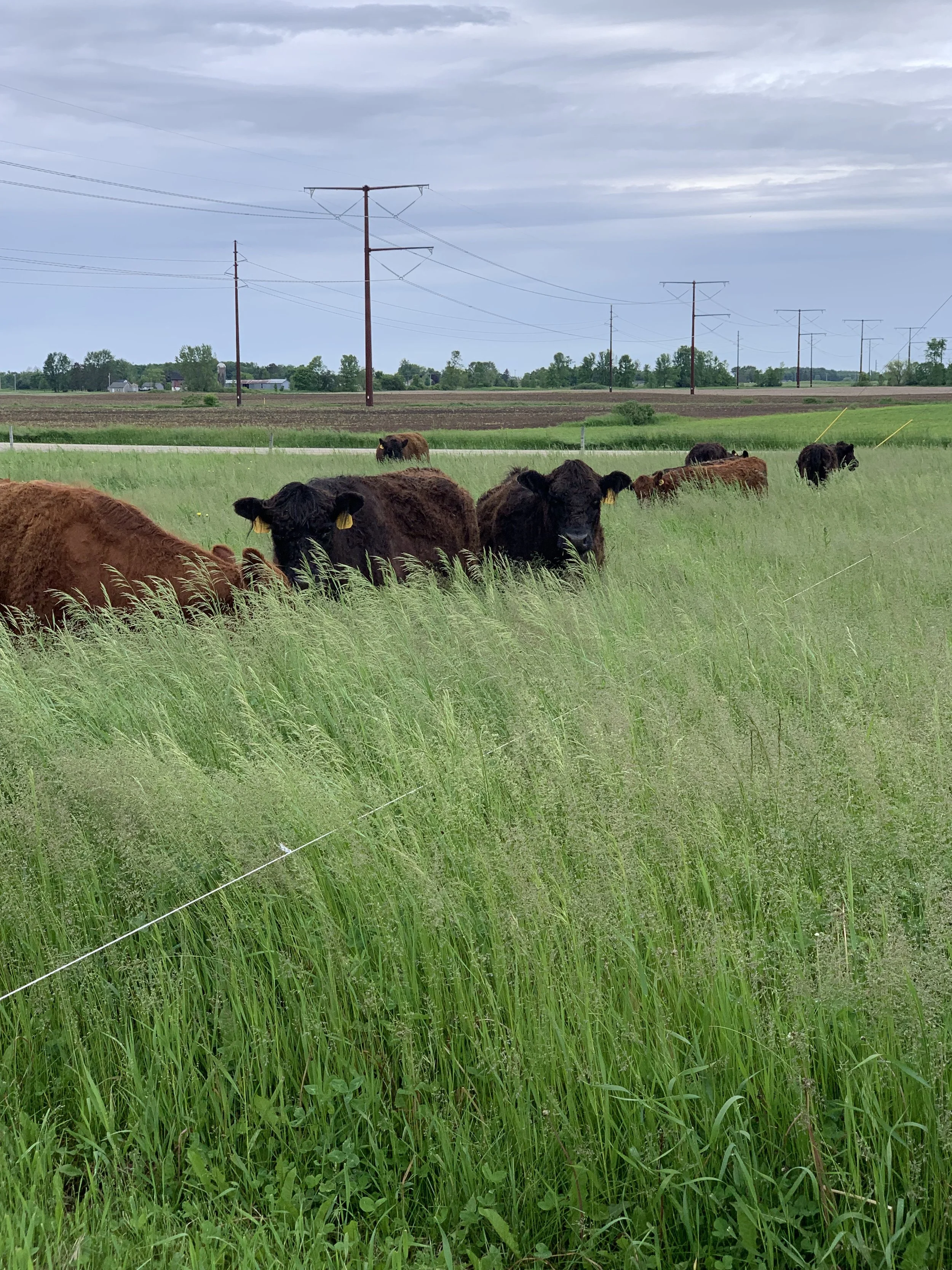 About | Family Owned & Operated — Steeple View Farm