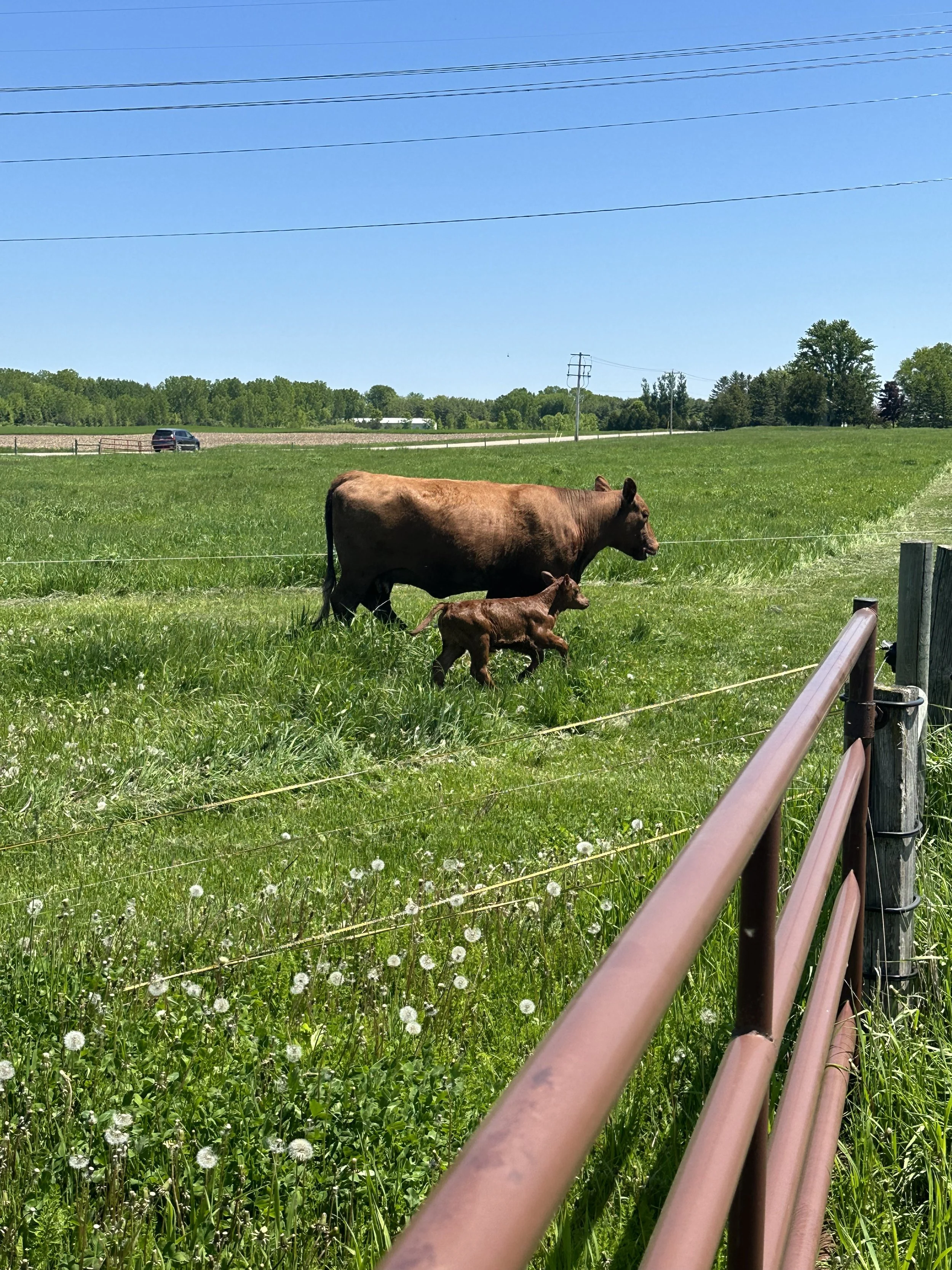 About | Family Owned & Operated — Steeple View Farm