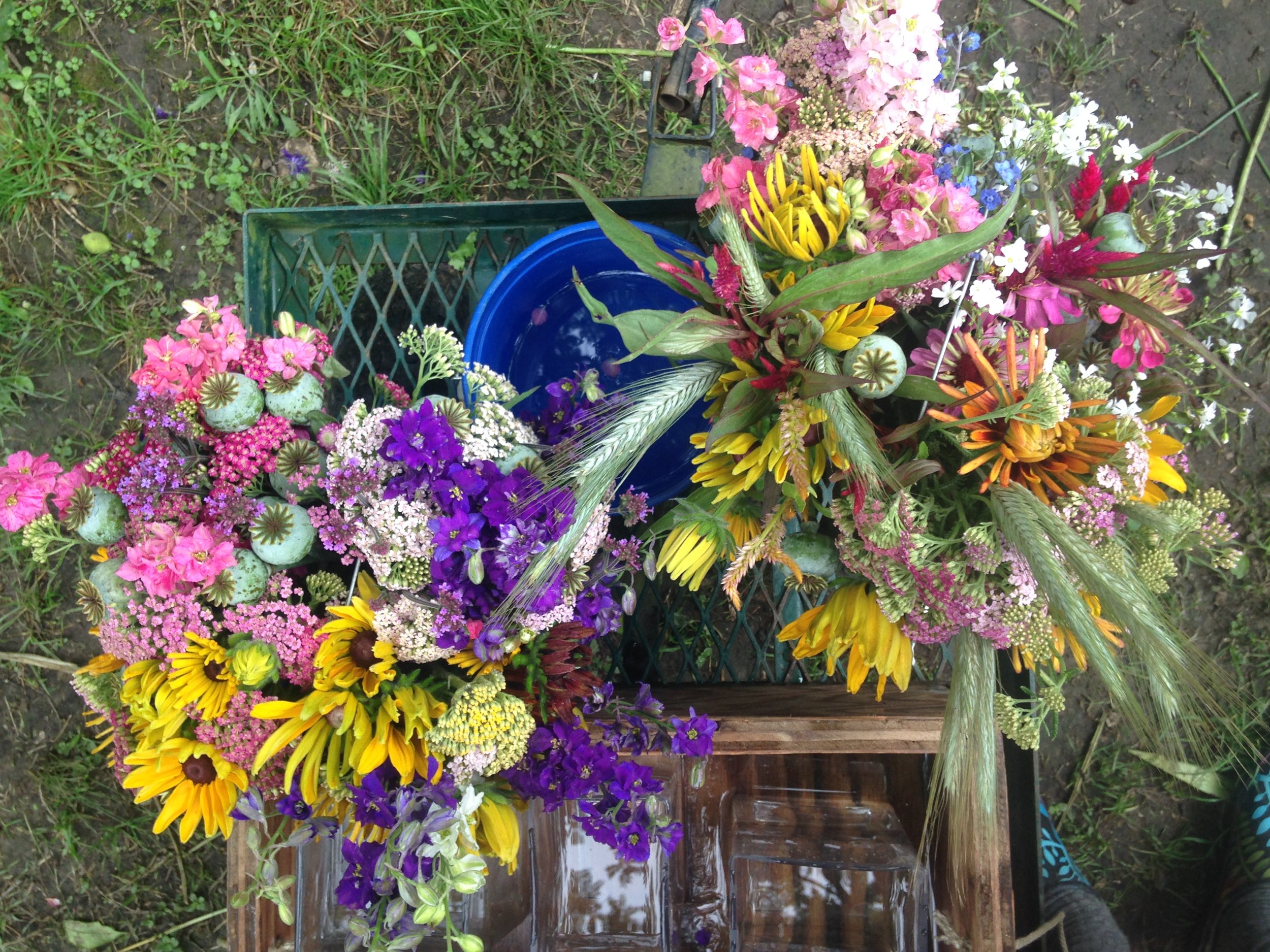 General 6 — flyingcloudfarm.net