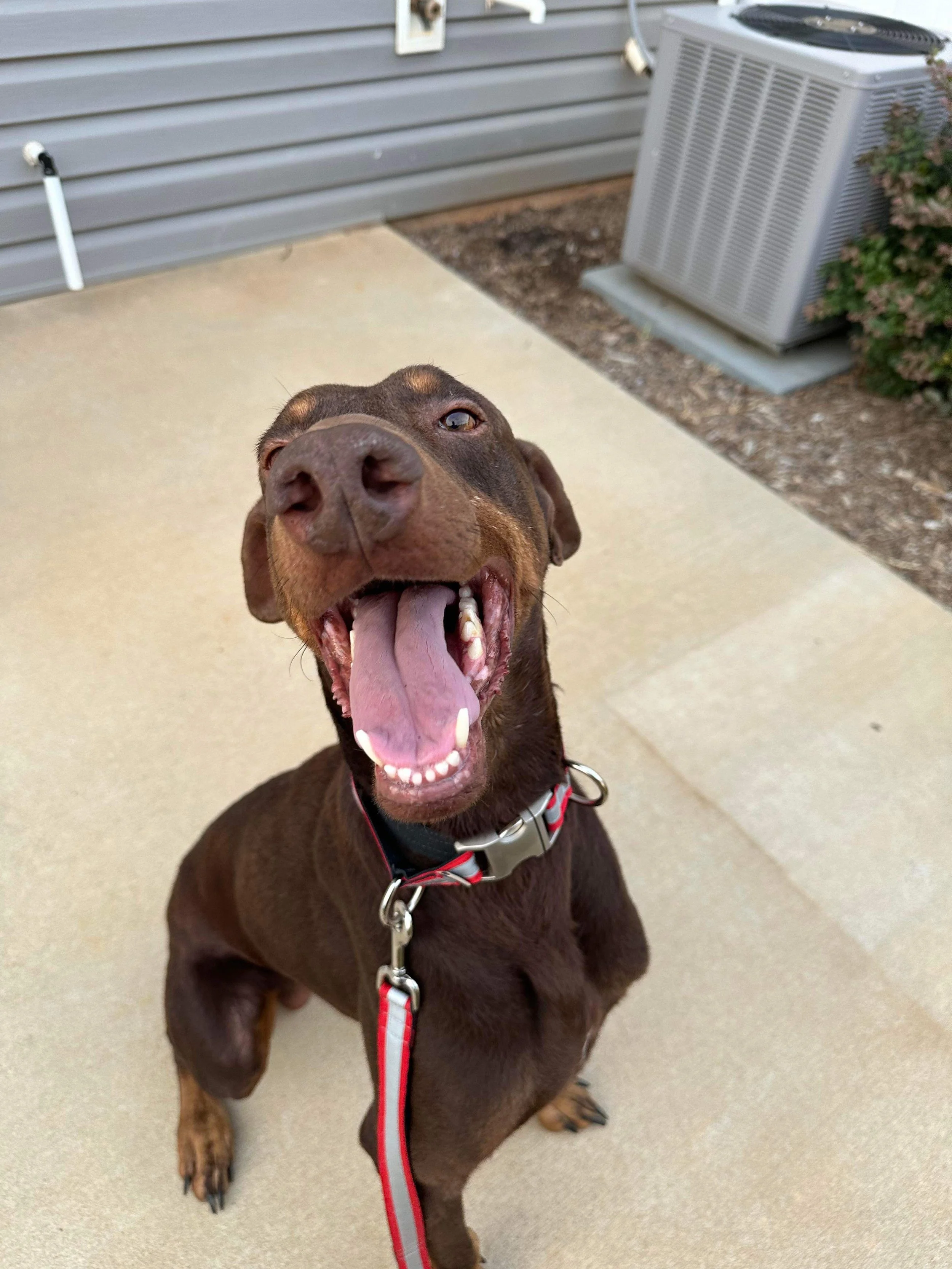 Blog — Dogwood Doberman Rescue