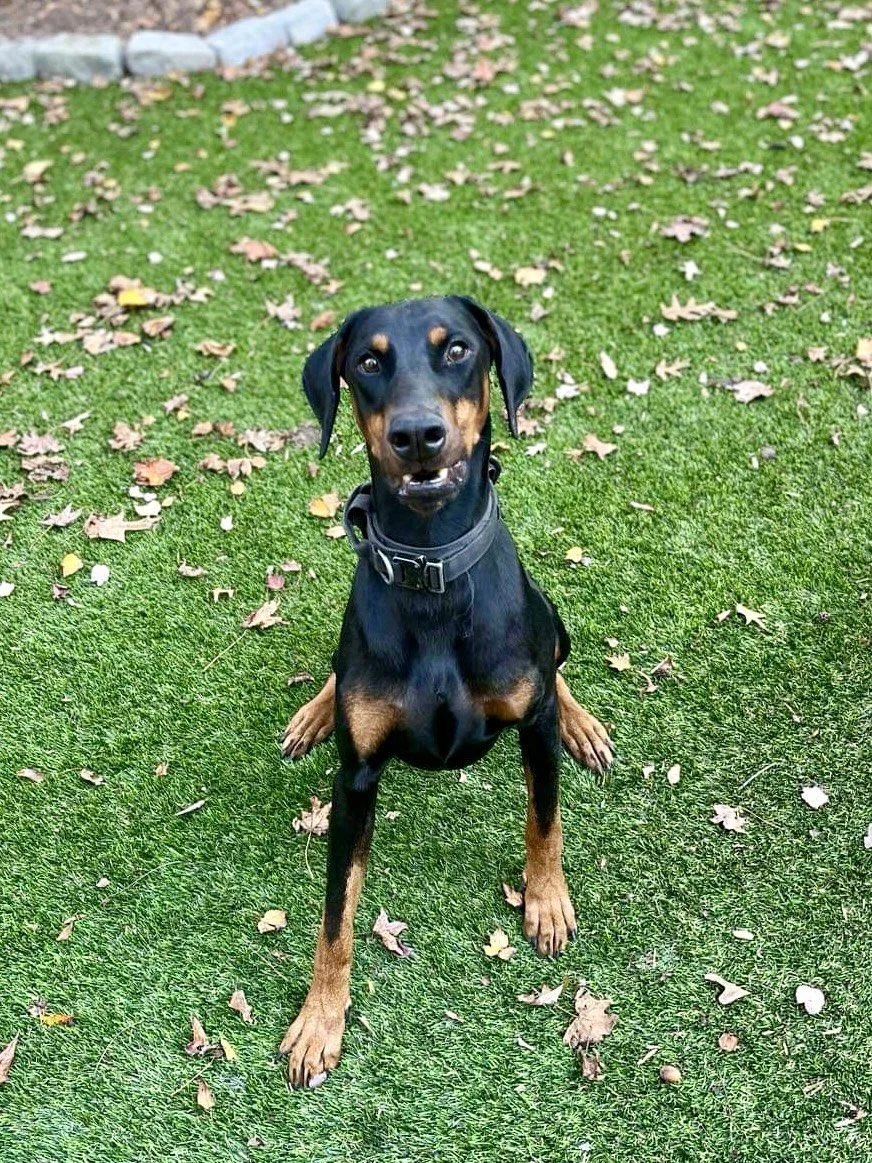 Dogwood Doberman Rescue