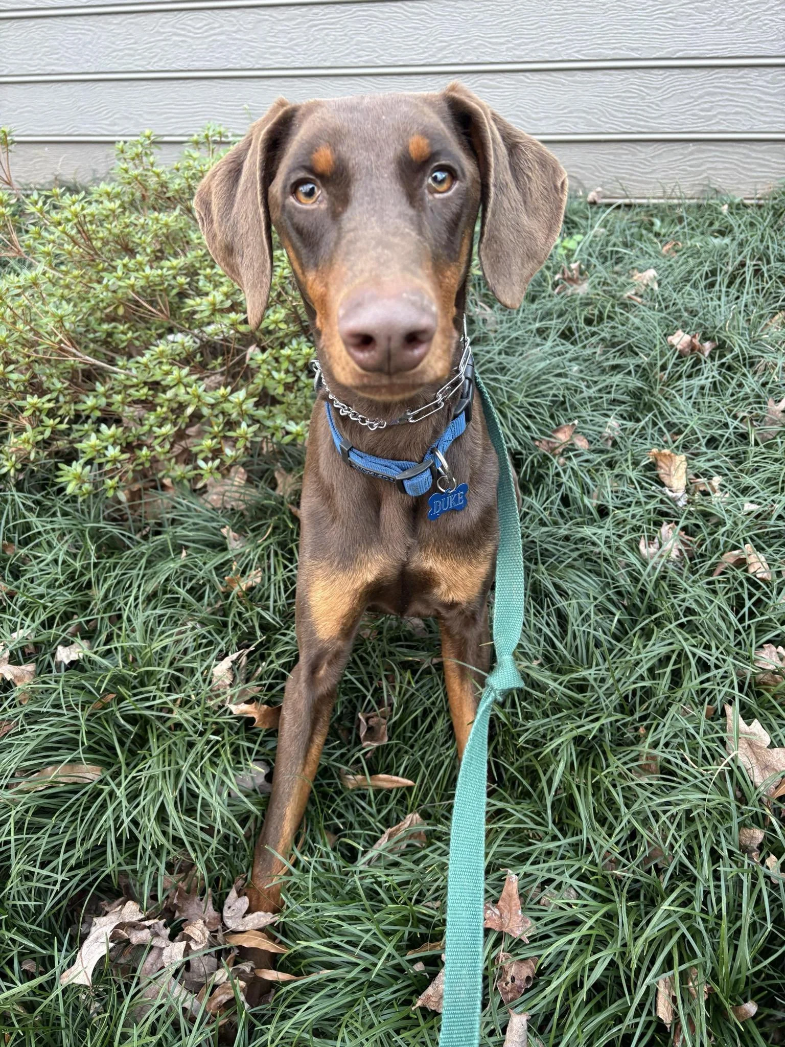 Dogwood Doberman Rescue