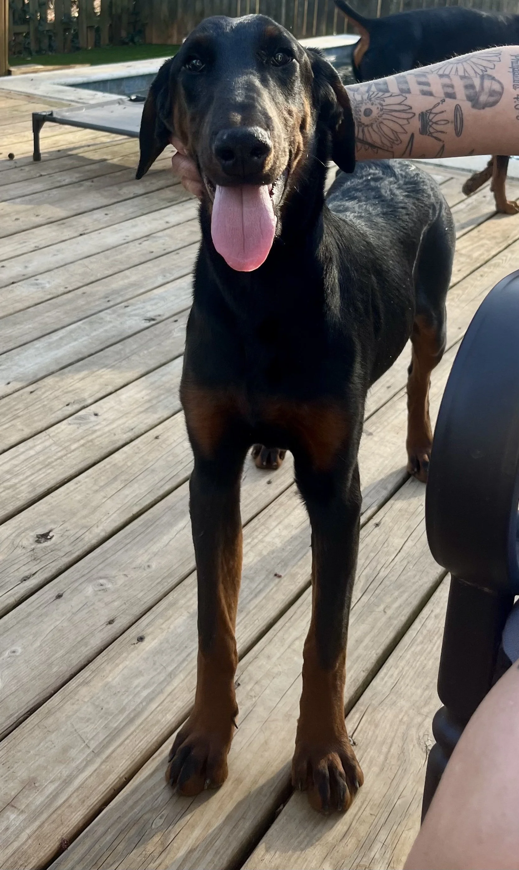 Dogwood Doberman Rescue