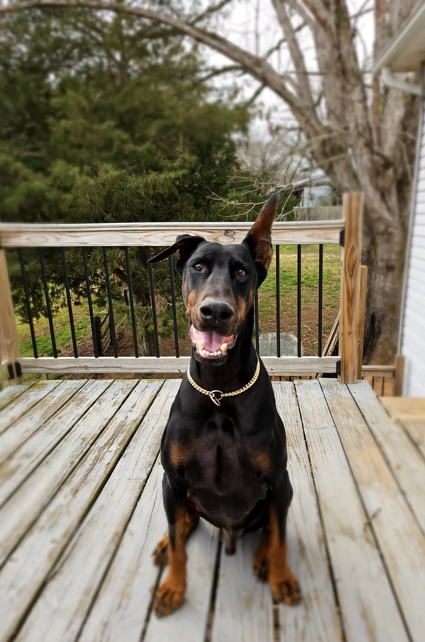 Dogwood Doberman Rescue