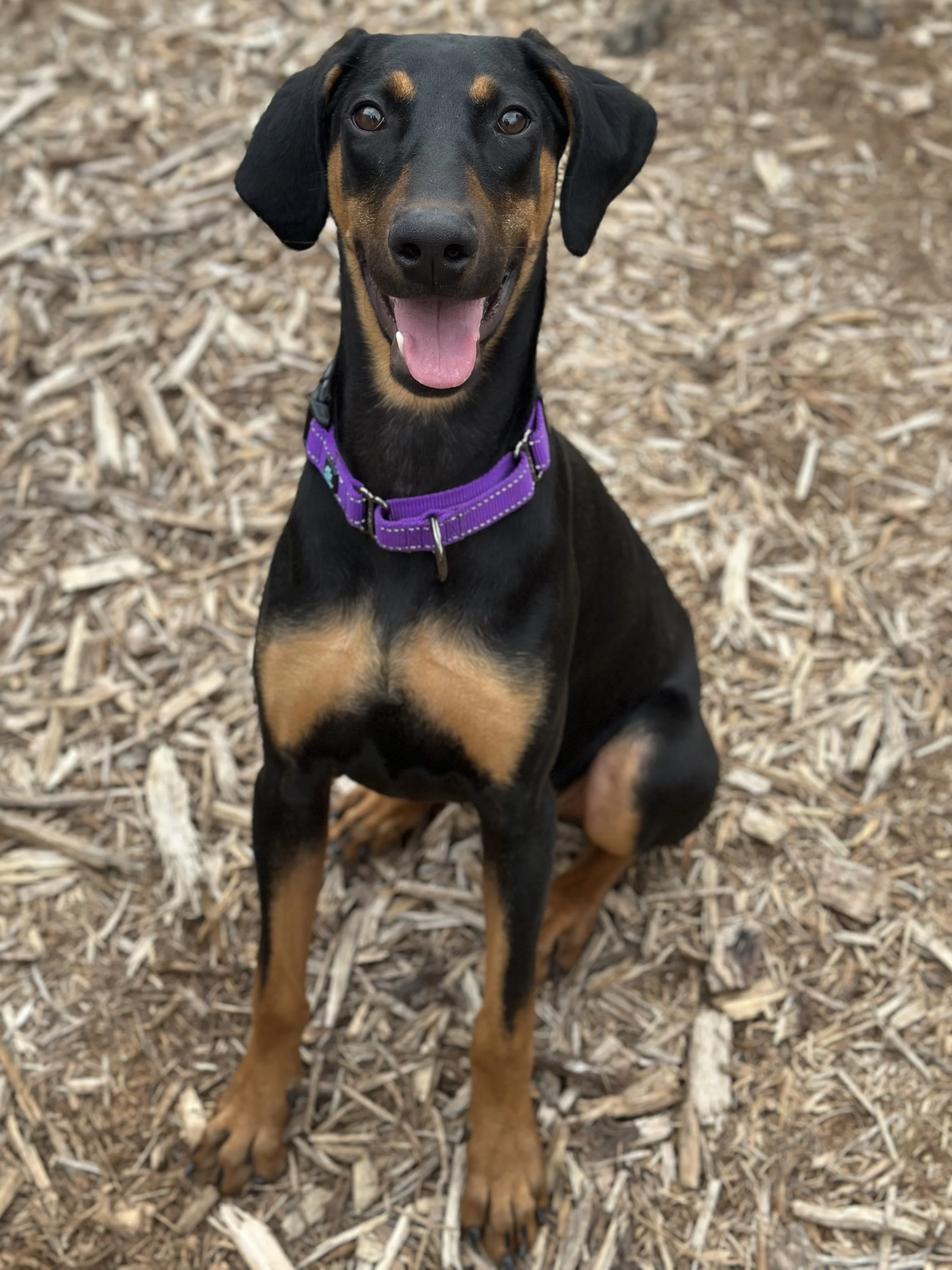 Dogwood Doberman Rescue