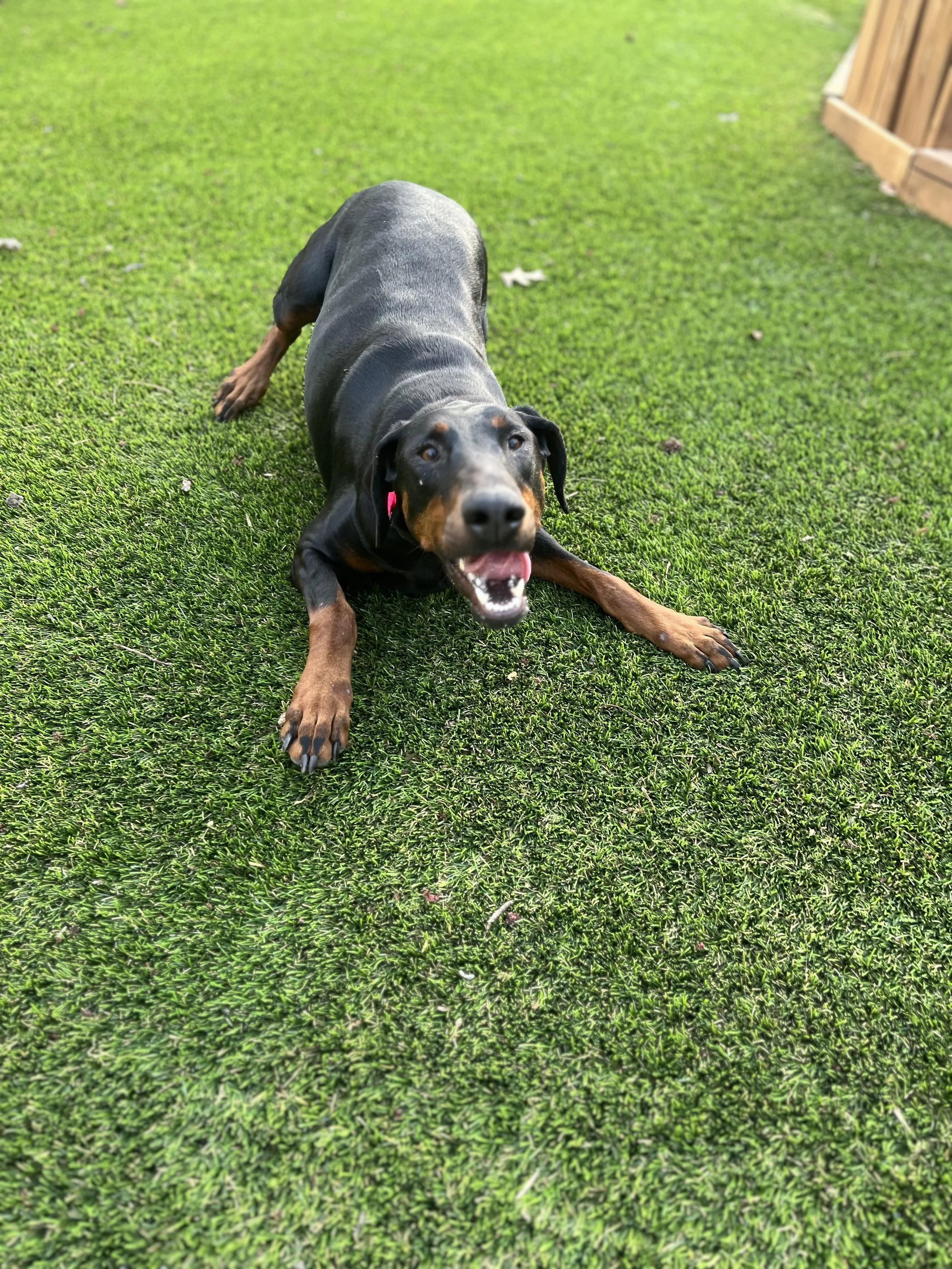 Dogwood Doberman Rescue