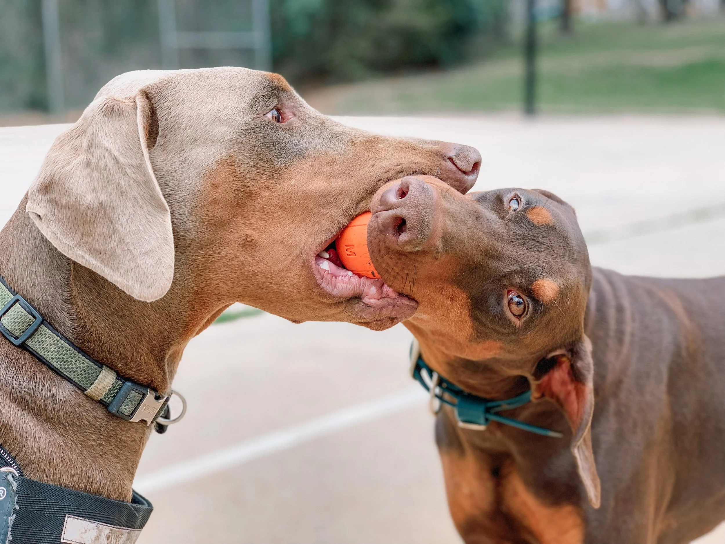 Do I Qualify? — Dogwood Doberman Rescue