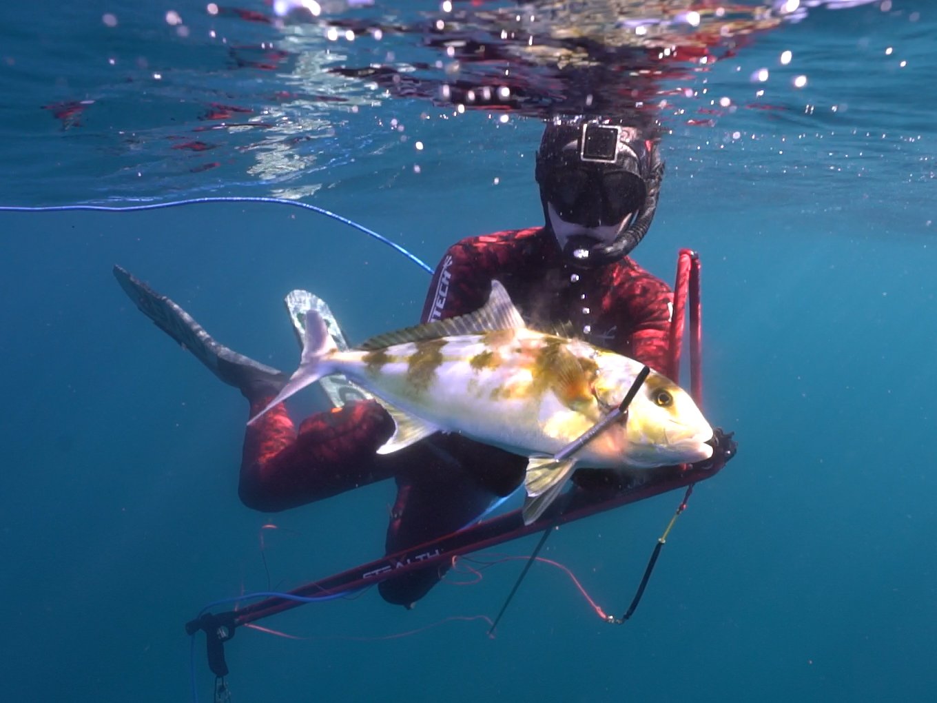spearfishing course — Freediving Australia