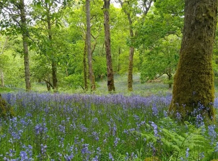 Nature Recovery in English National Parks: Case for Delivery — National ...