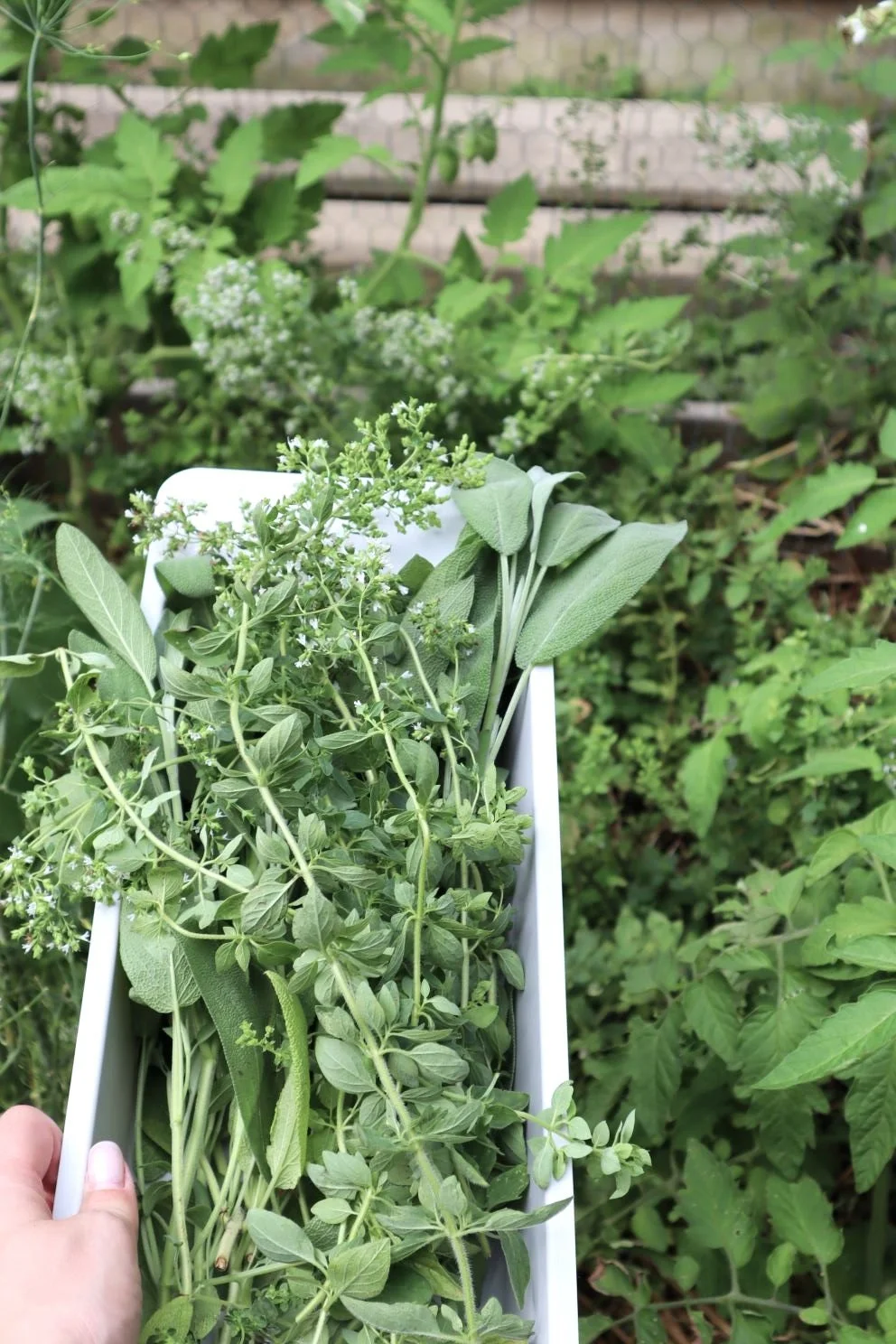 Collecting and Drying Herbs from the Garden — Made on Mill