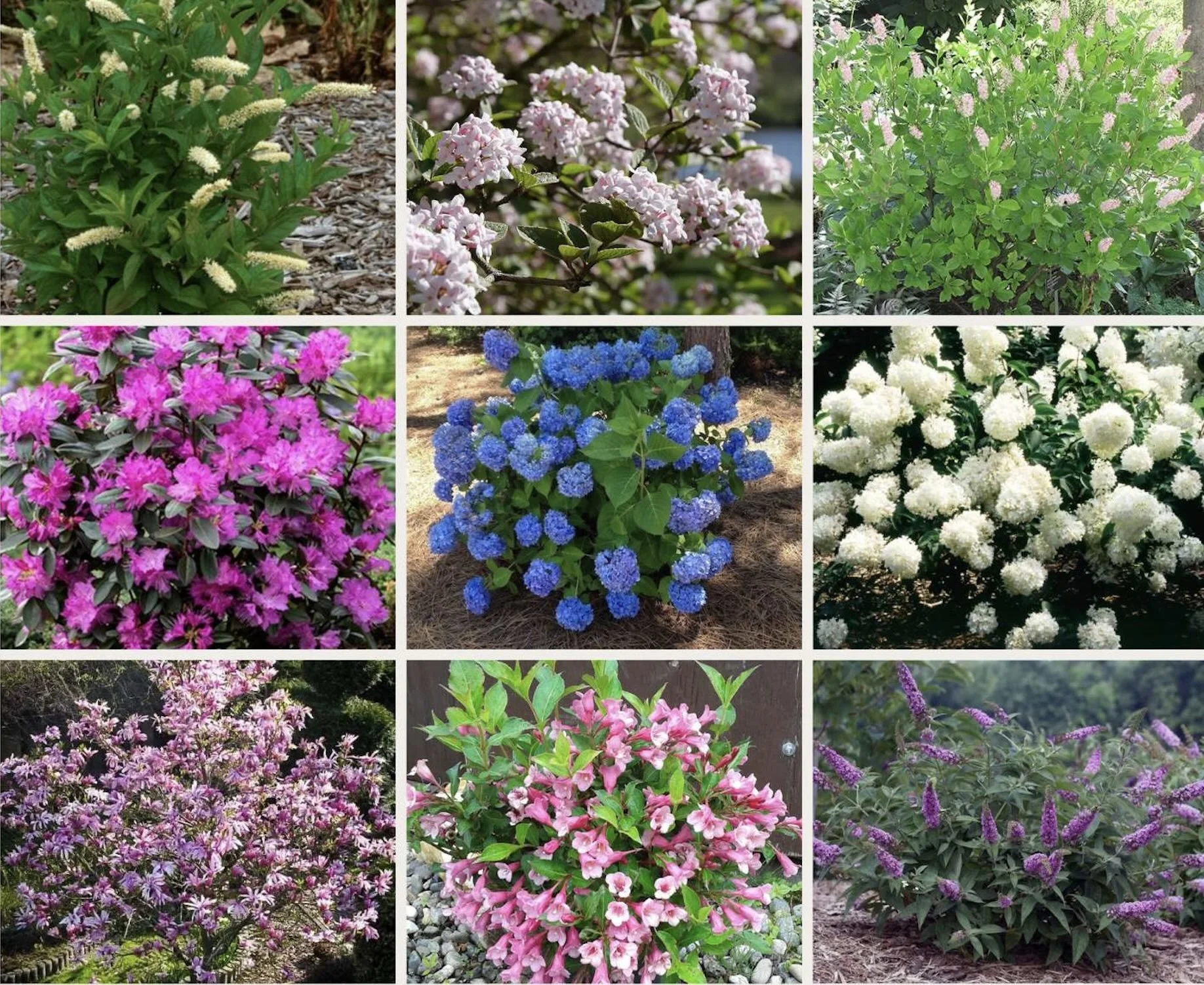 Best Plants, Trees & Shrubs for Toronto Landscaping — Master in the ...
