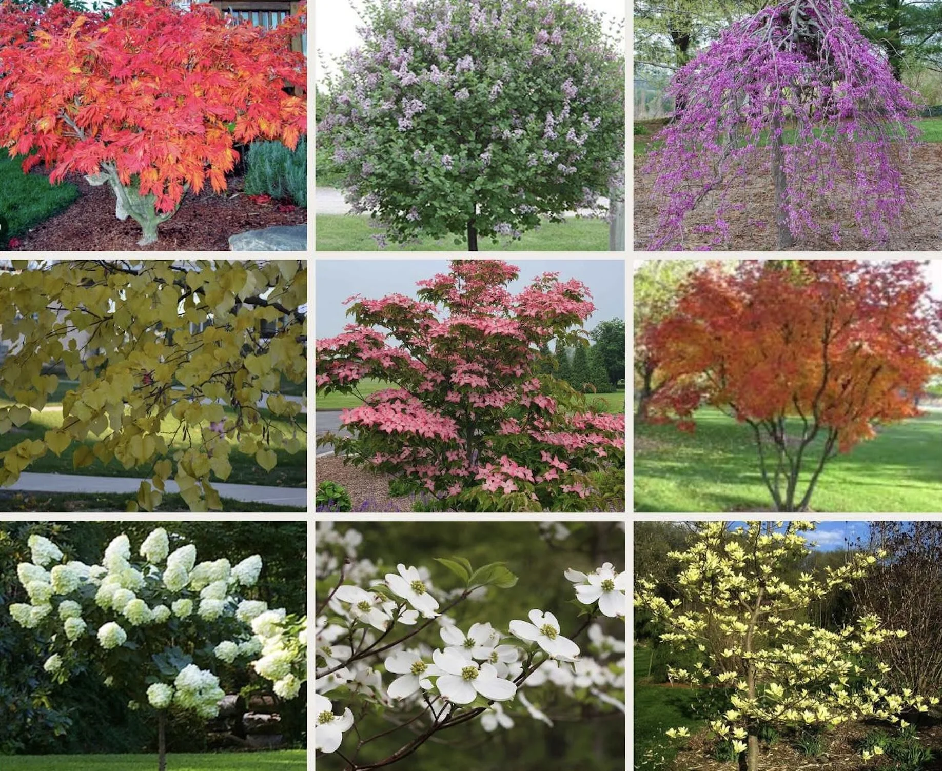 Best Plants, Trees & Shrubs for Toronto Landscaping — Master in the ...