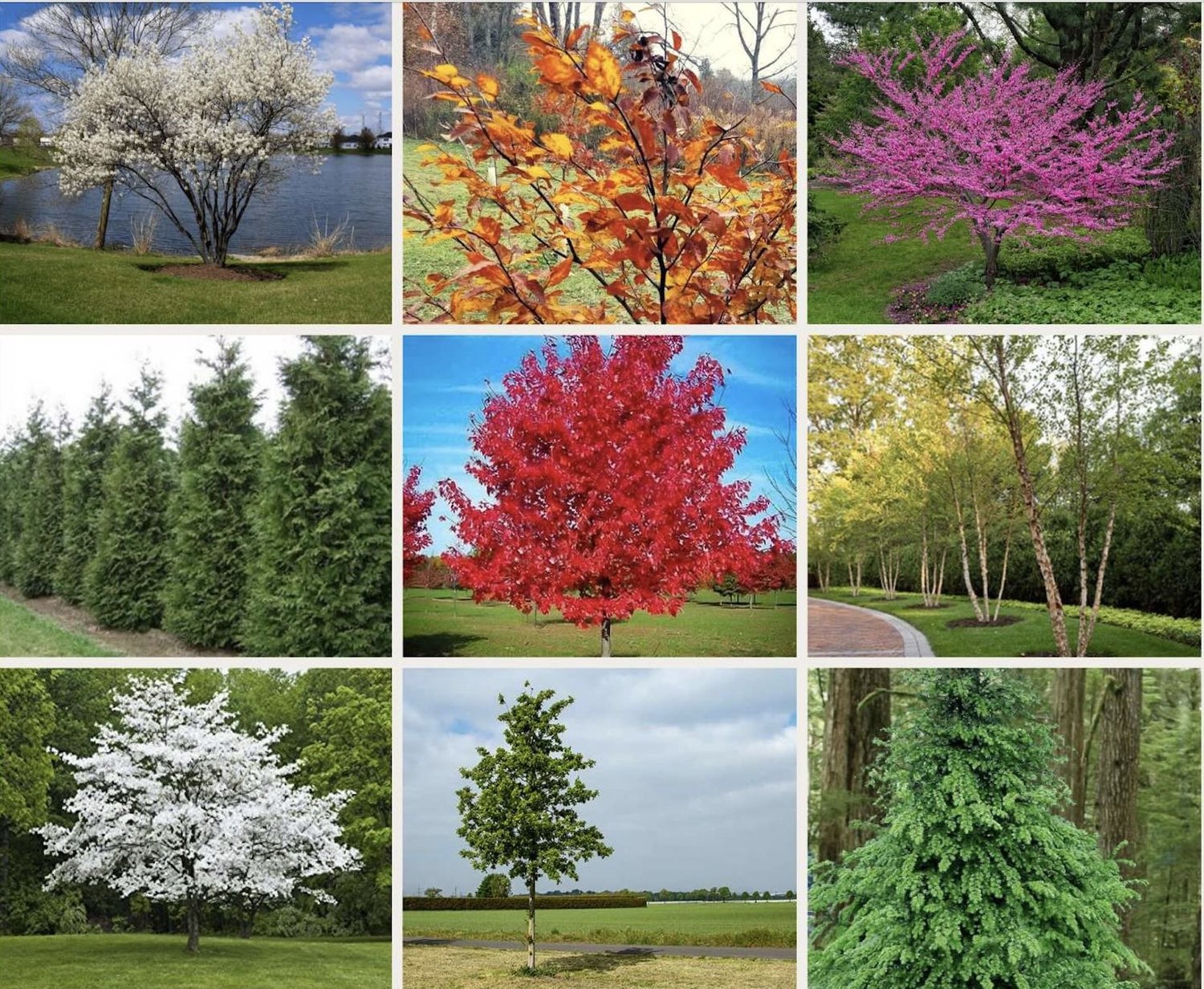 Best Plants, Trees & Shrubs for Toronto Landscaping — Master in the ...
