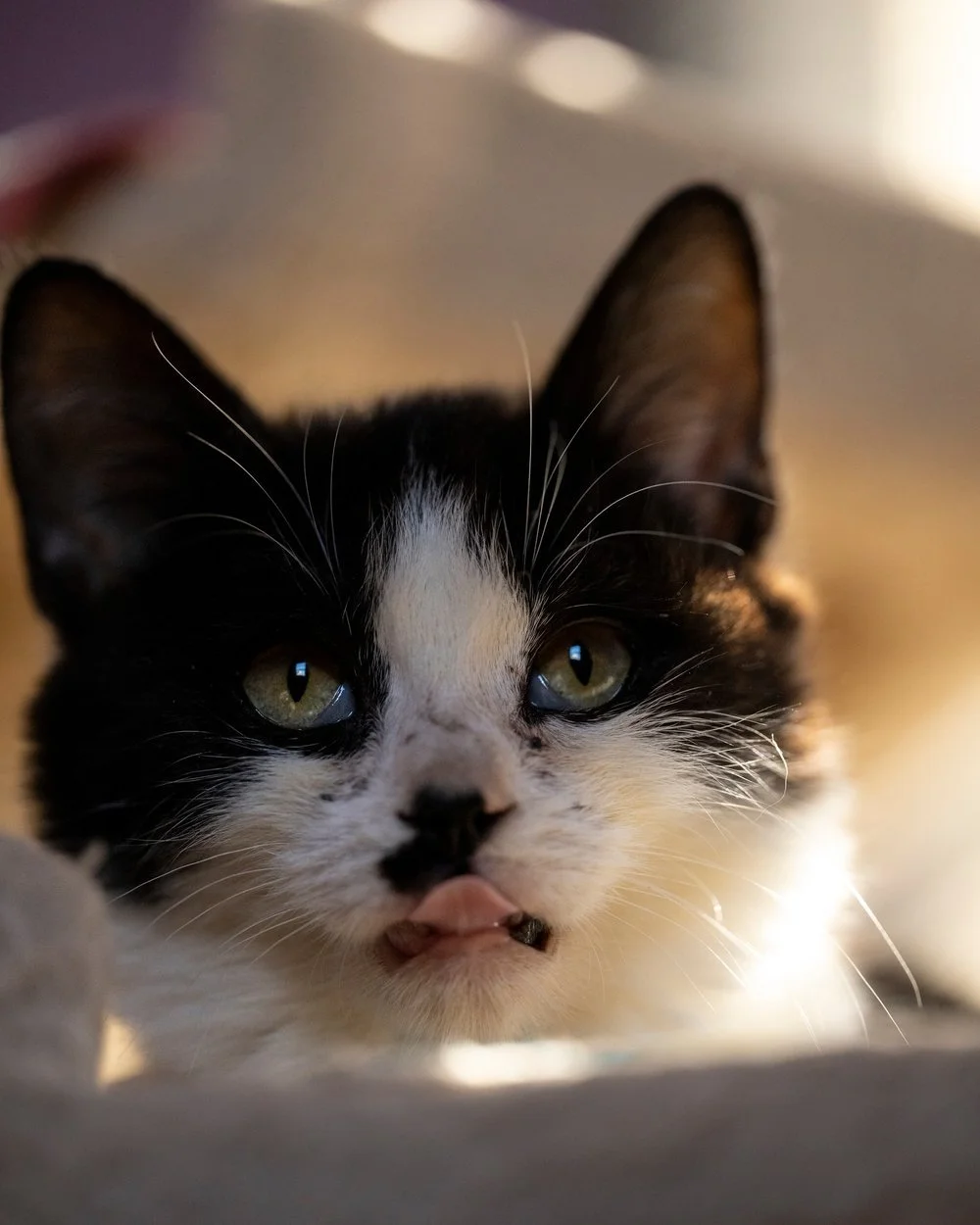 Paws In Middle Georgia