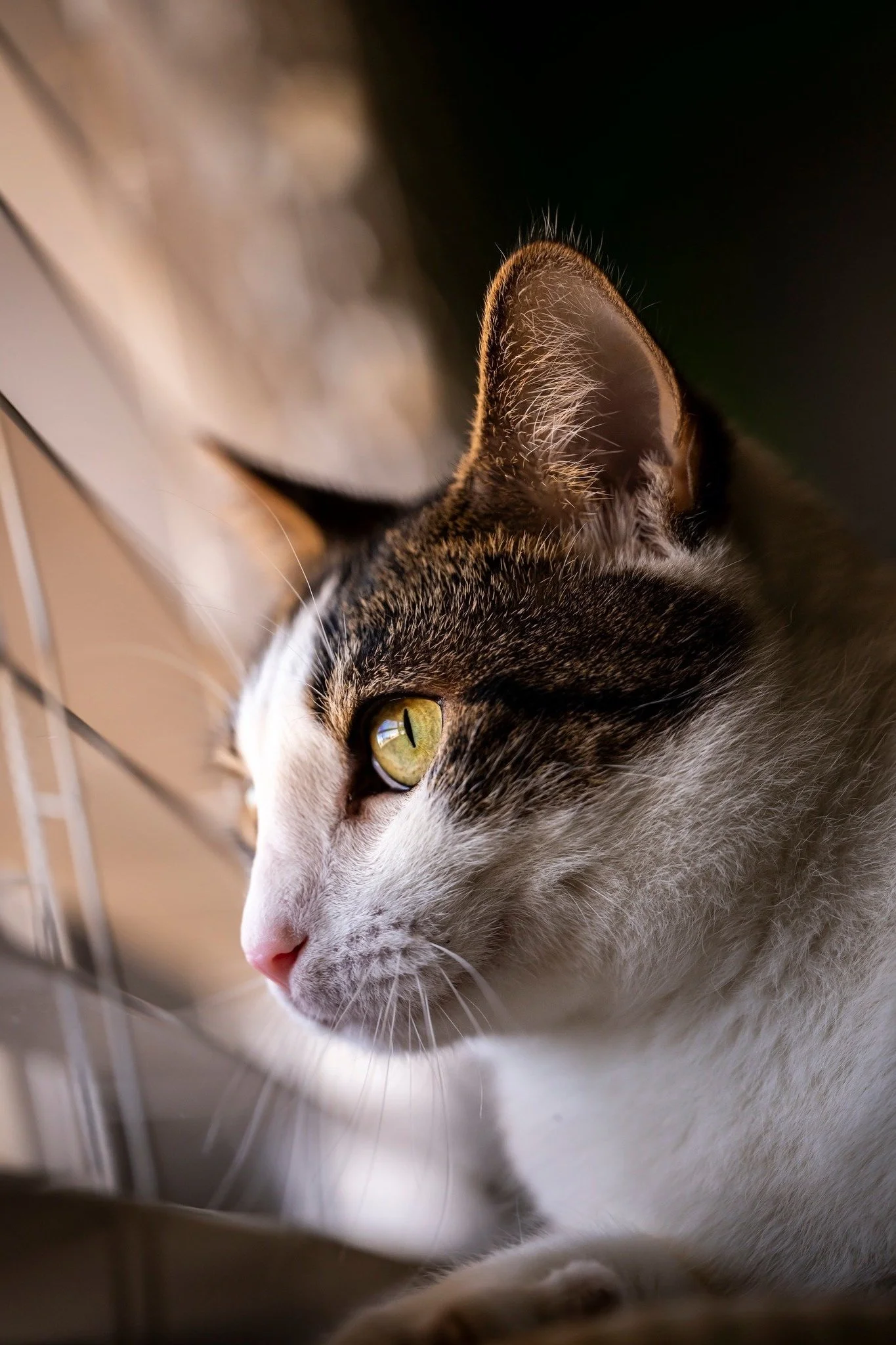 Paws In Middle Georgia