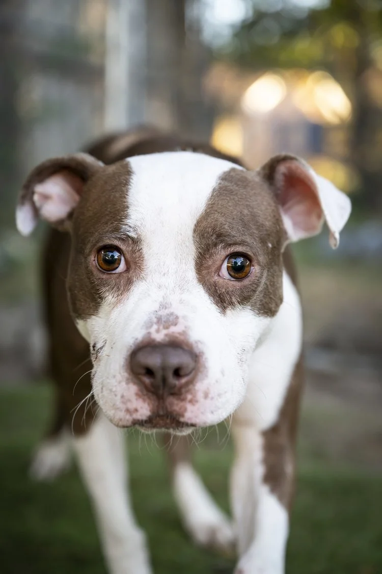 Paws In Middle Georgia