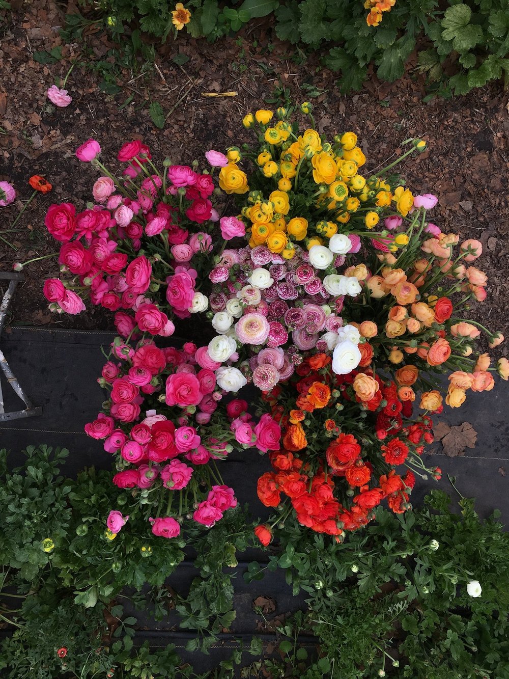 Wholesale — Delight Flower Farm