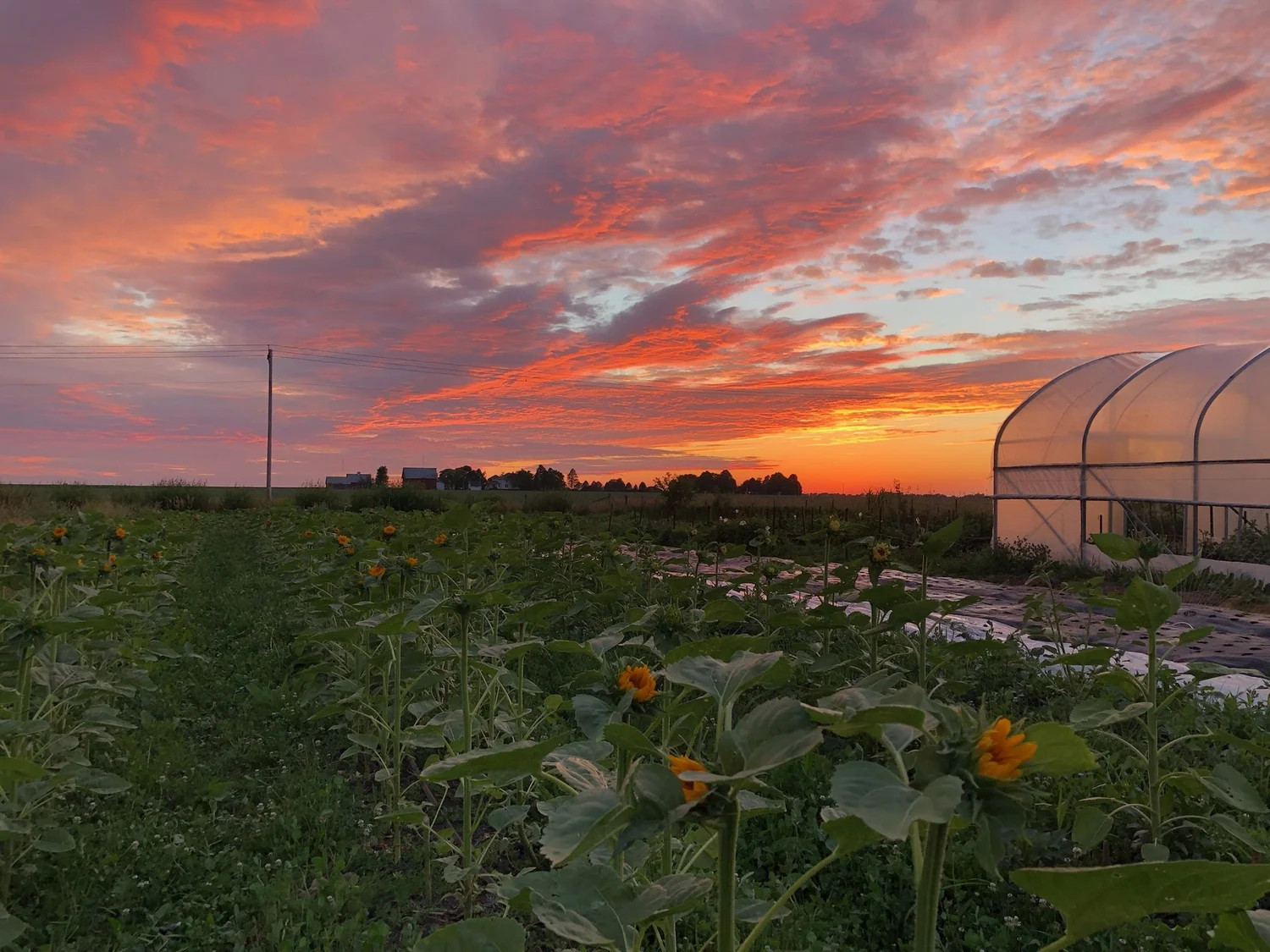 Tours — Delight Flower Farm