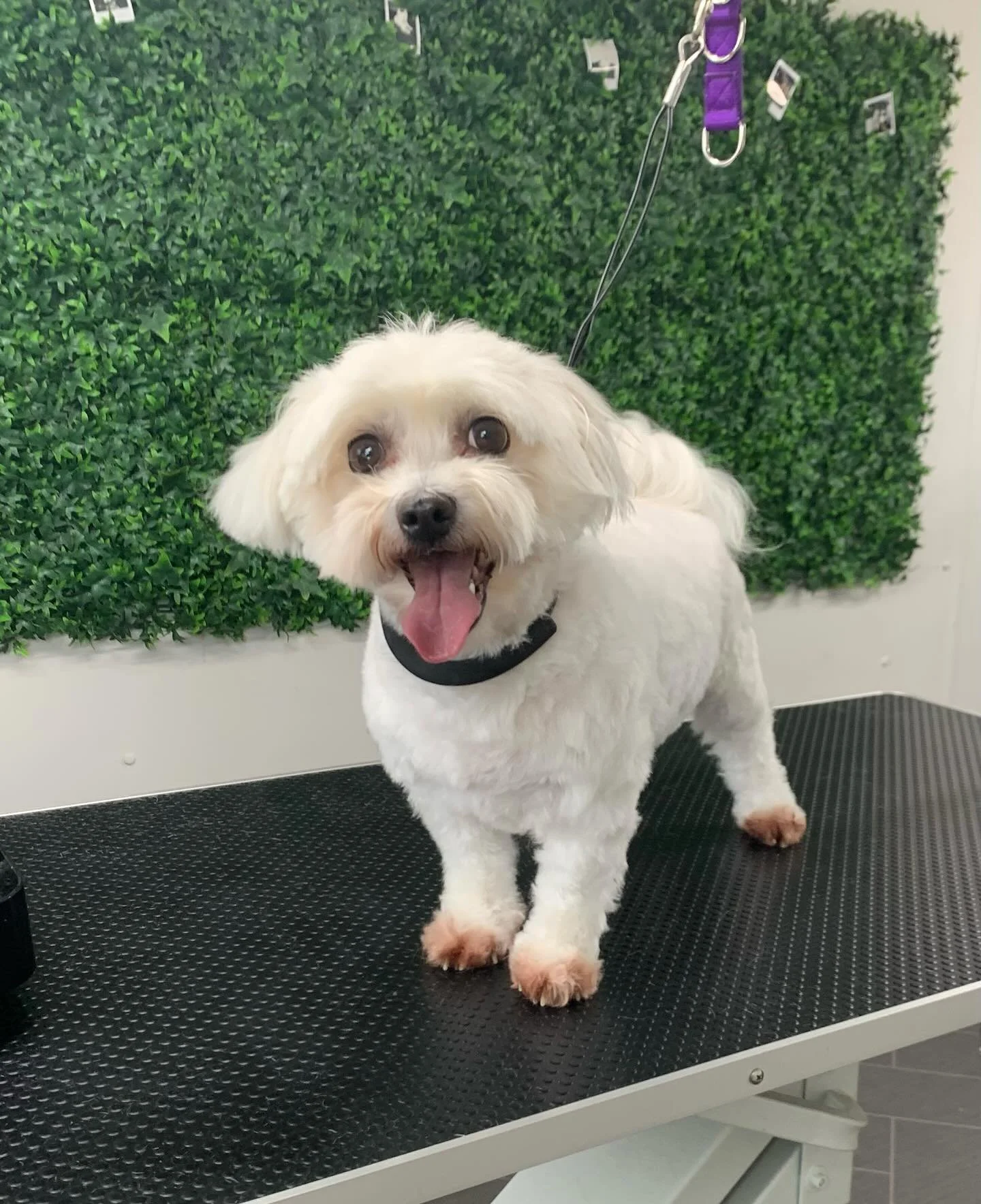 The Fluff Factory - Dog Grooming Roscommon