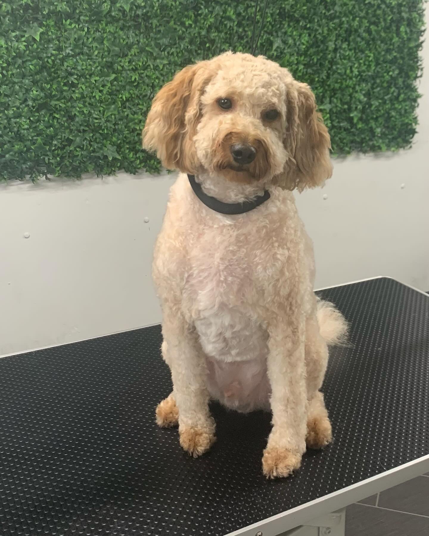 The Fluff Factory - Dog Grooming Roscommon