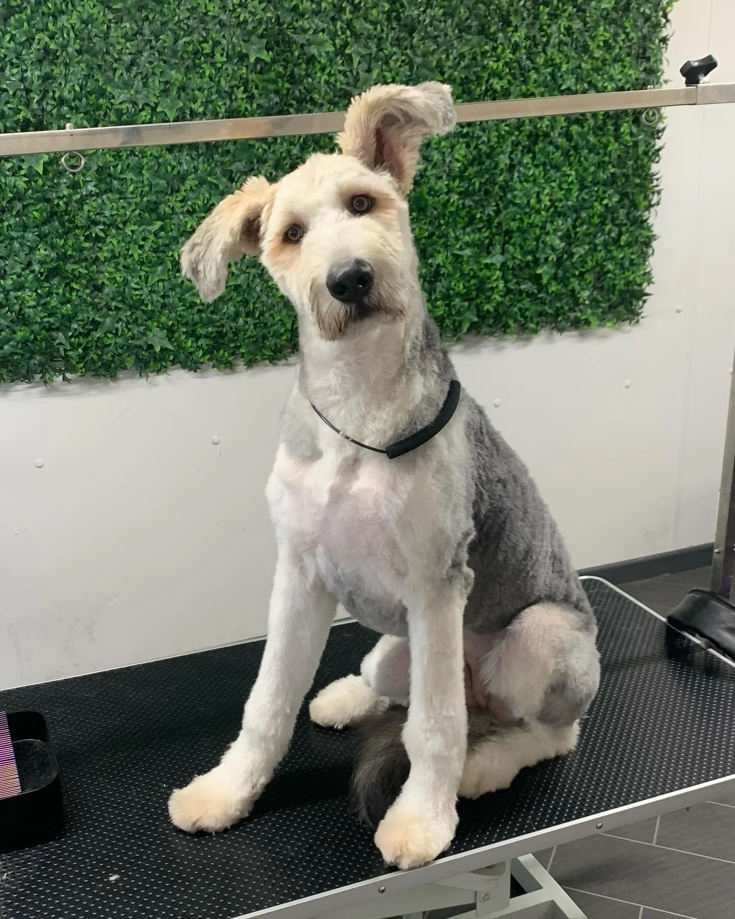 The Fluff Factory - Dog Grooming Roscommon