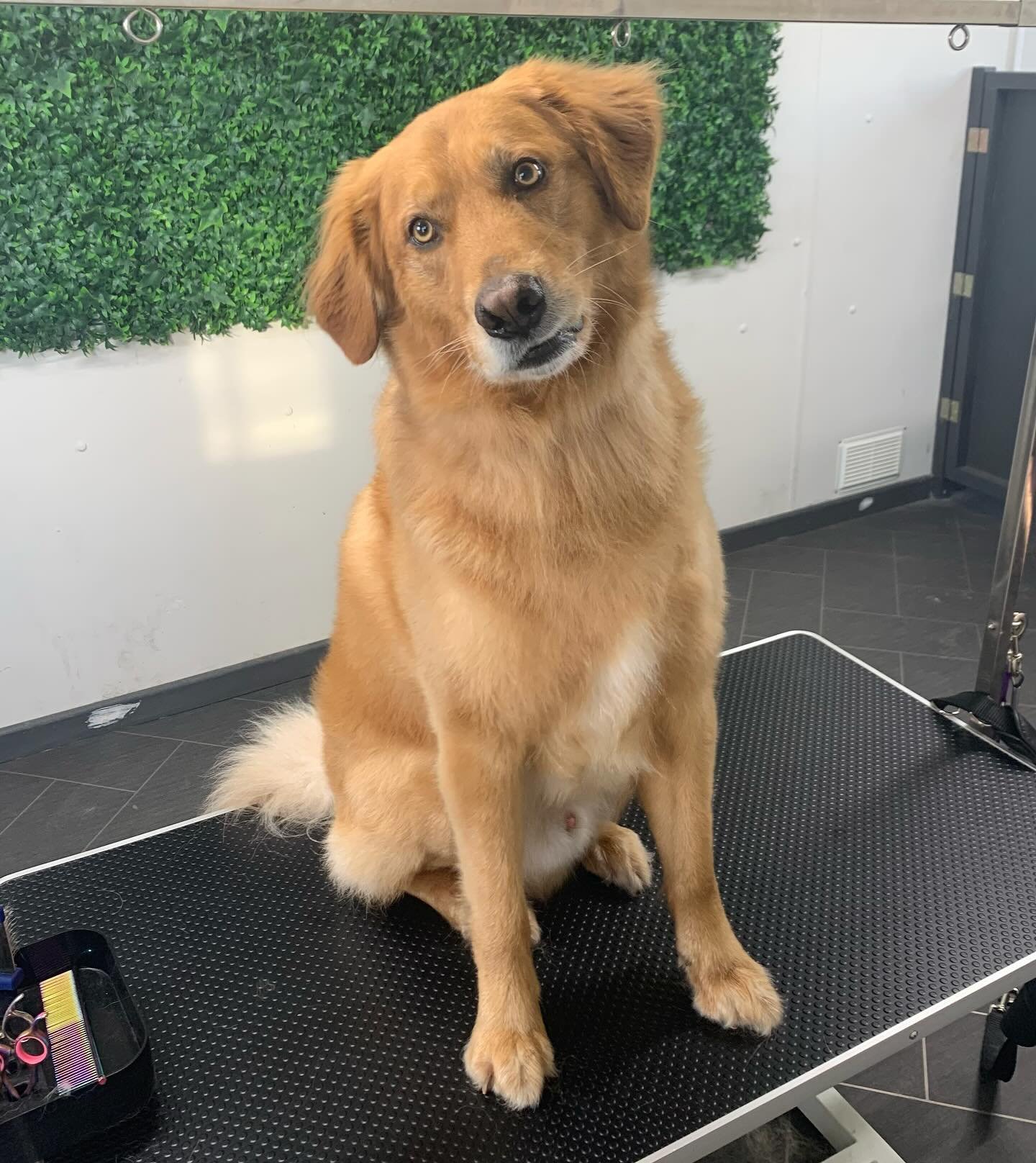 The Fluff Factory - Dog Grooming Roscommon