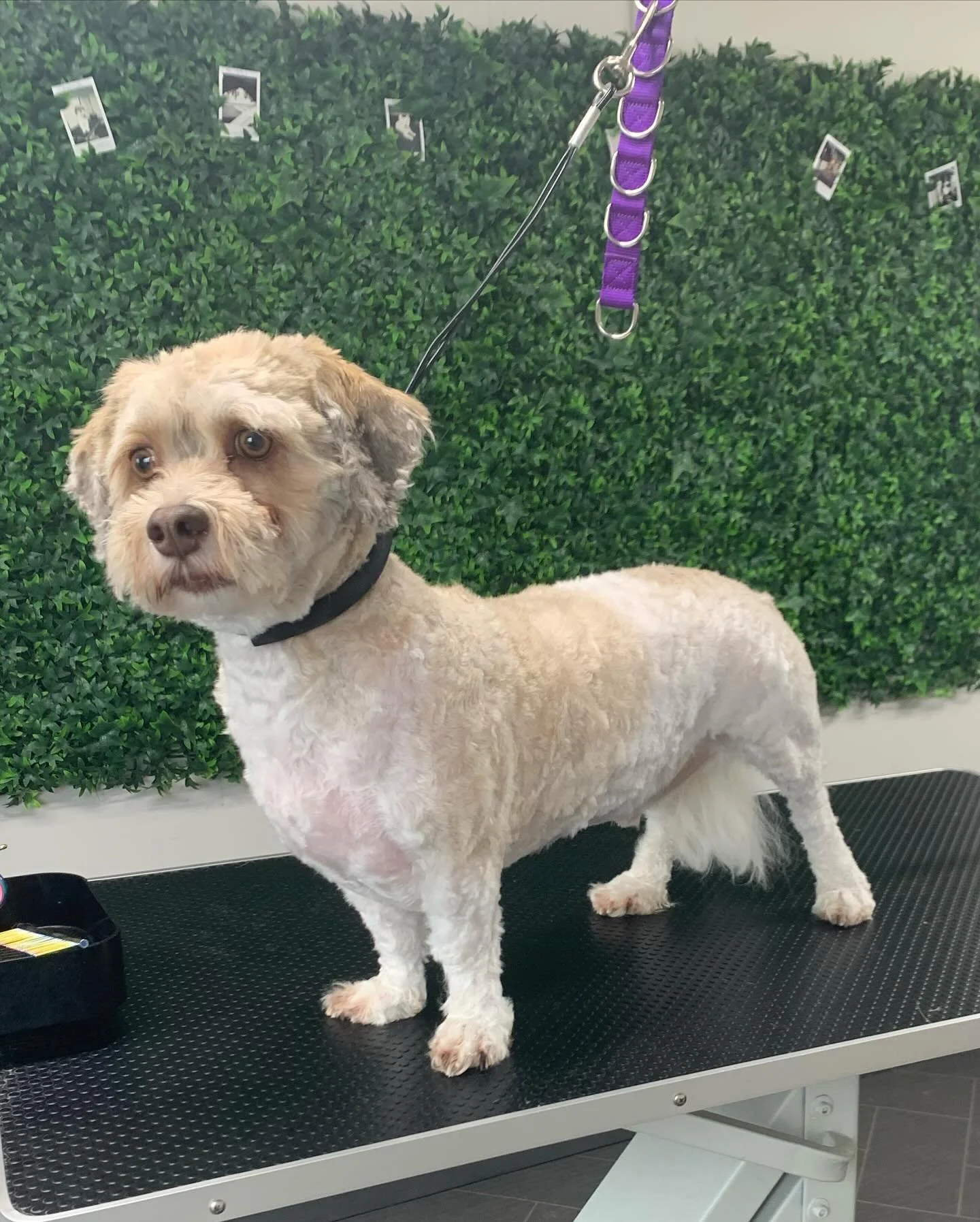 The Fluff Factory - Dog Grooming Roscommon