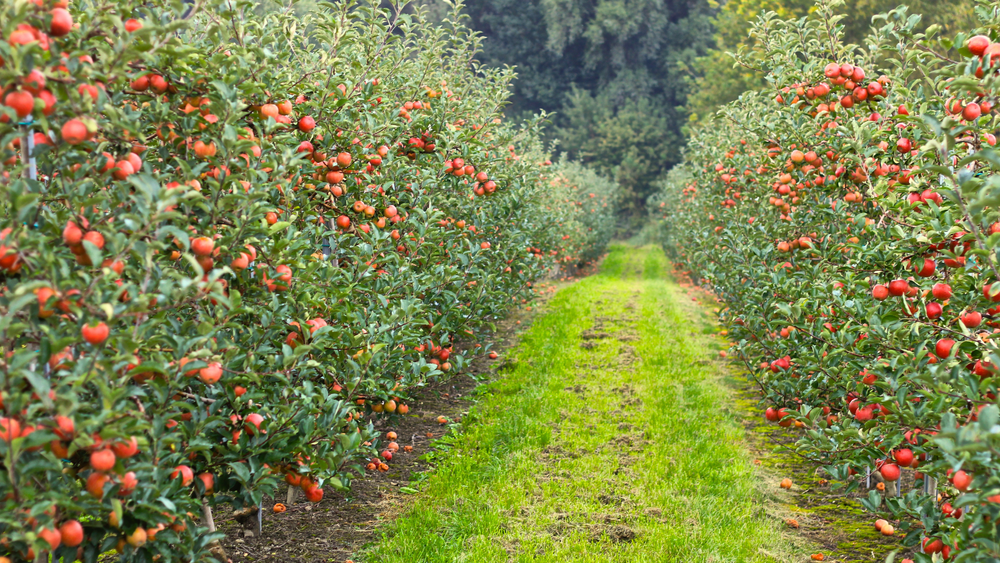 Membership — Advanced Coding Services