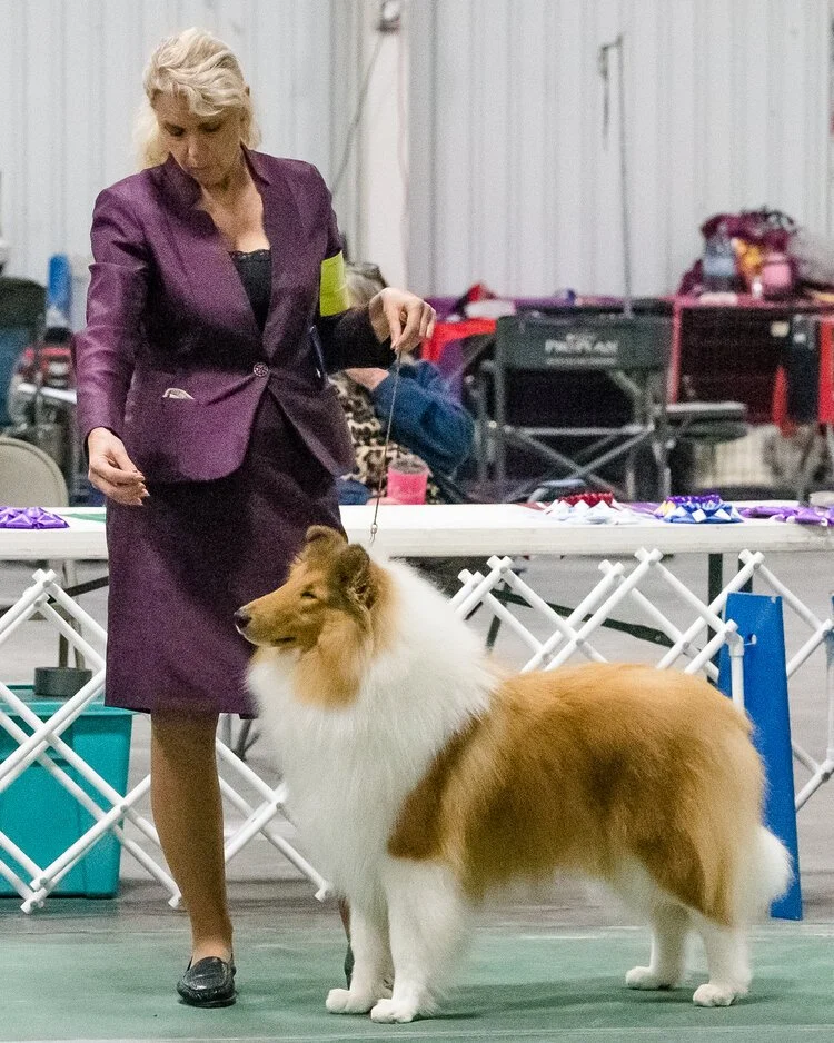 Lucas — Commander Collies - AKC Rough Collies In Texas