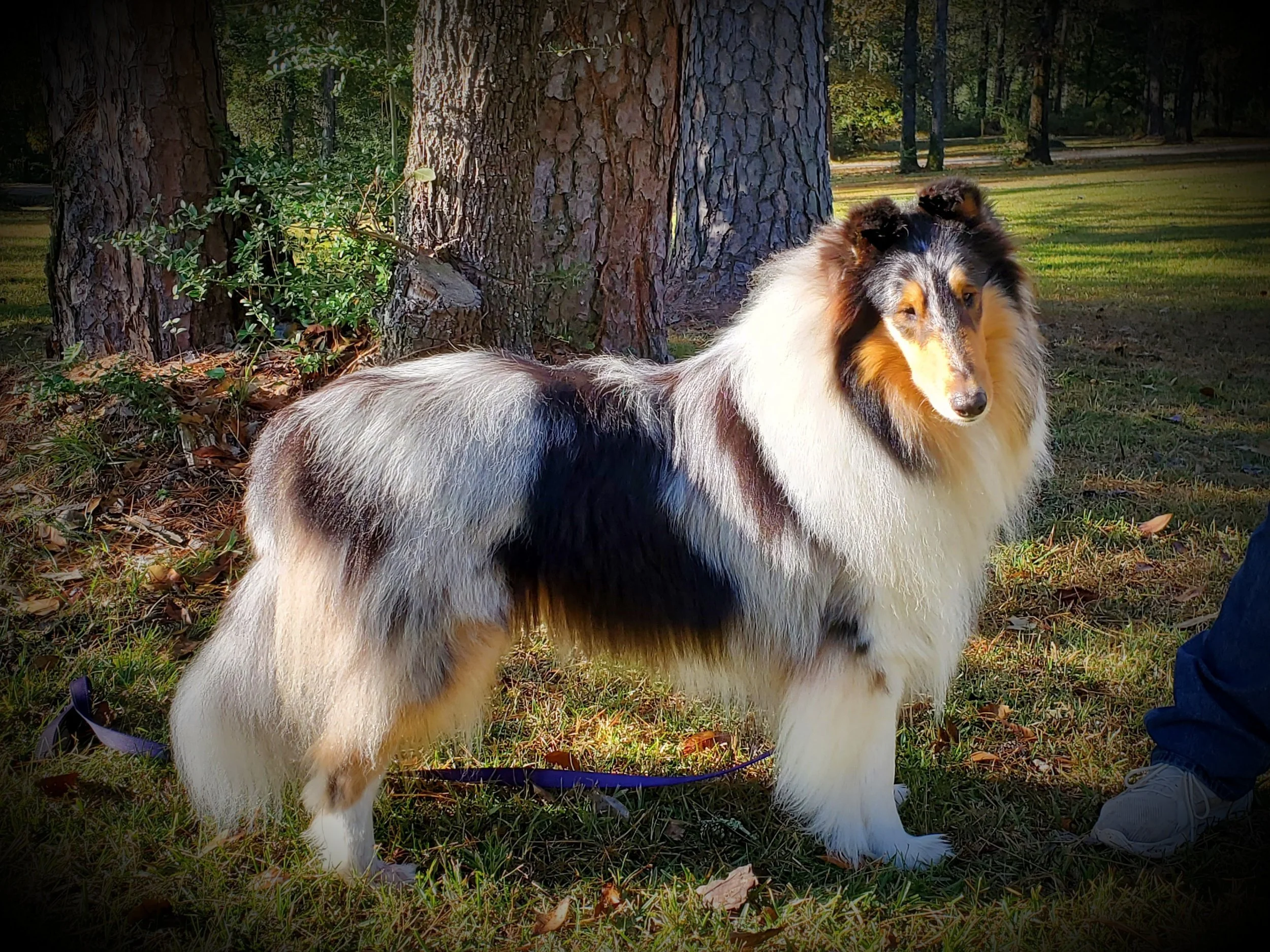 Jake — Commander Collies - AKC Rough Collies In Texas