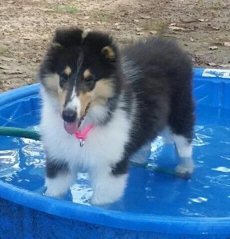 Commander Collies - AKC Rough Collies In Texas