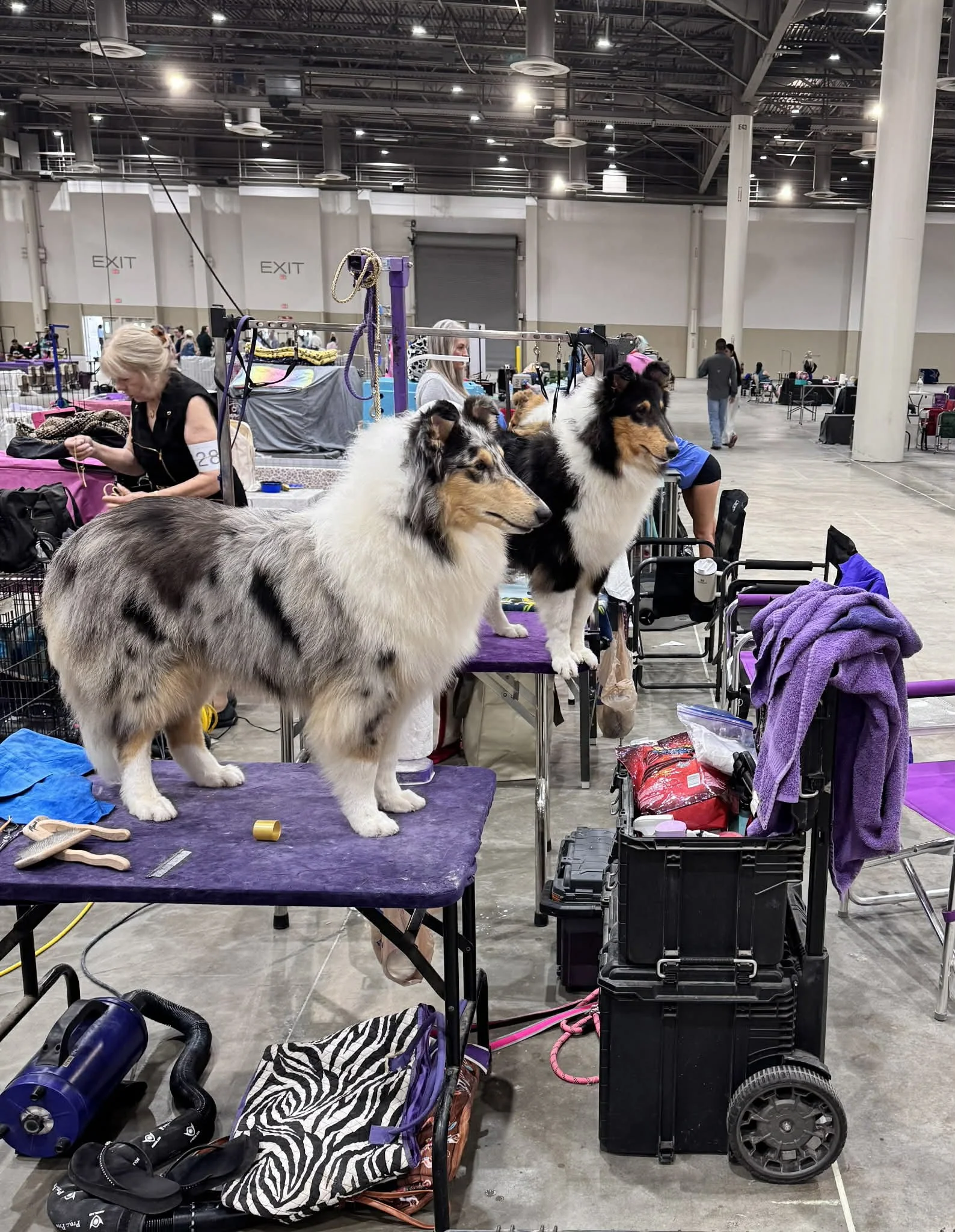 Available Collies — Commander Collies - AKC Rough Collies In Texas