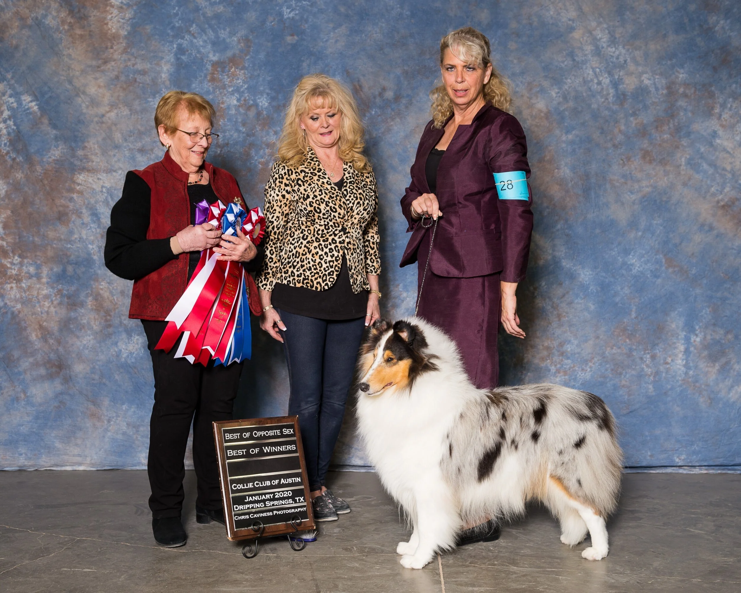 Jake — Commander Collies - AKC Rough Collies In Texas