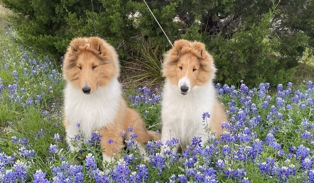 Puppy Information — Commander Collies - AKC Rough Collies In Texas