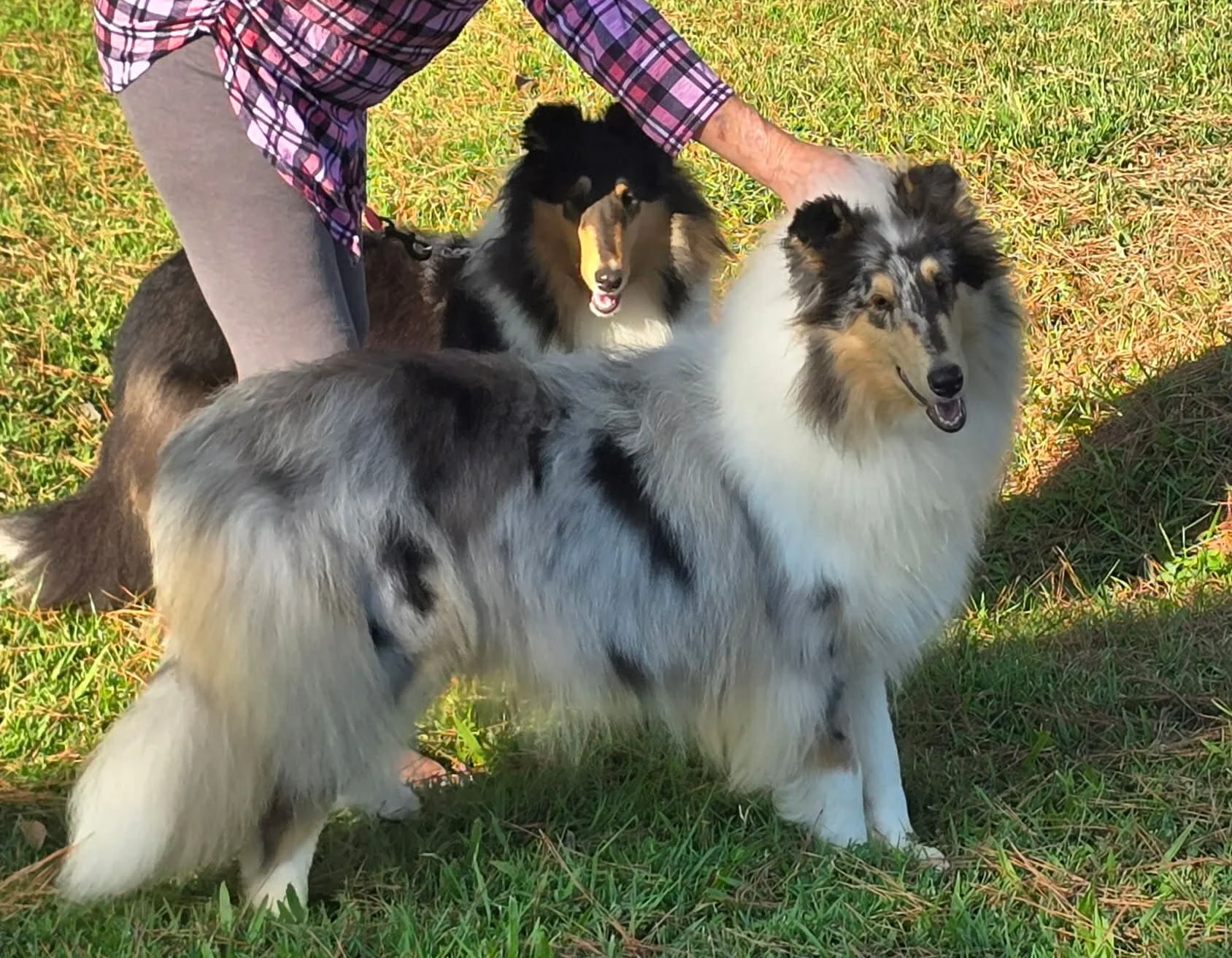 Available Collies — Commander Collies - AKC Rough Collies In Texas