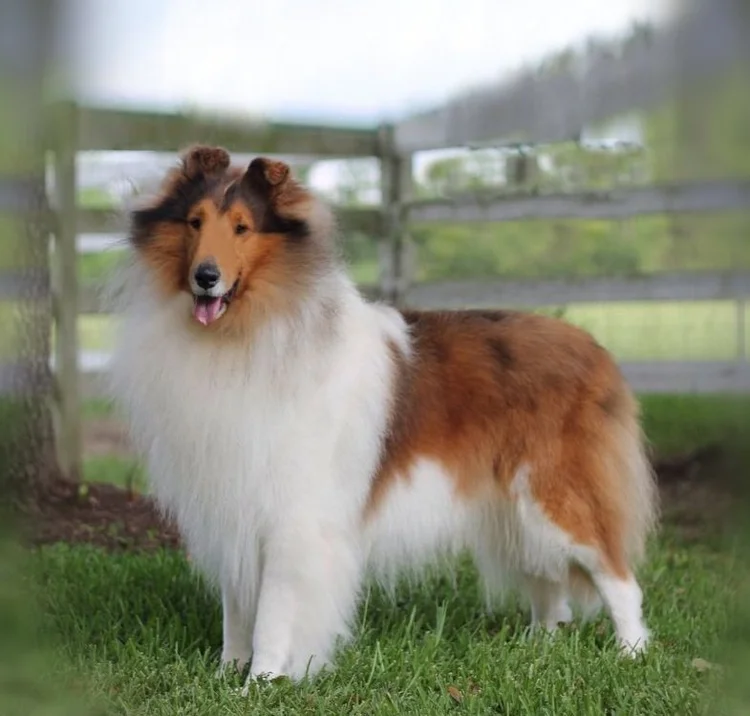 Commander Collies - AKC Rough Collies In Texas