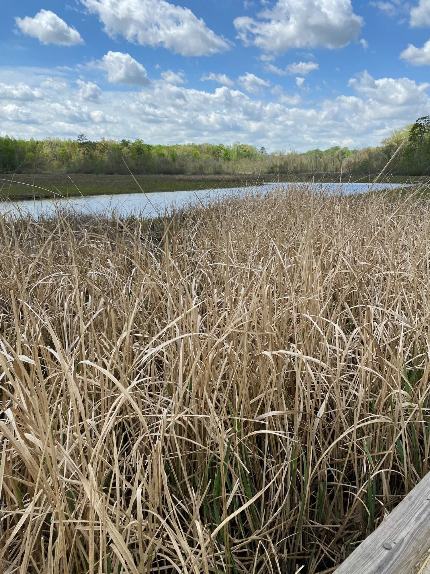 Guide to Dodd Park and Point of Rocks in Chesterfield, VA — Virginia ...