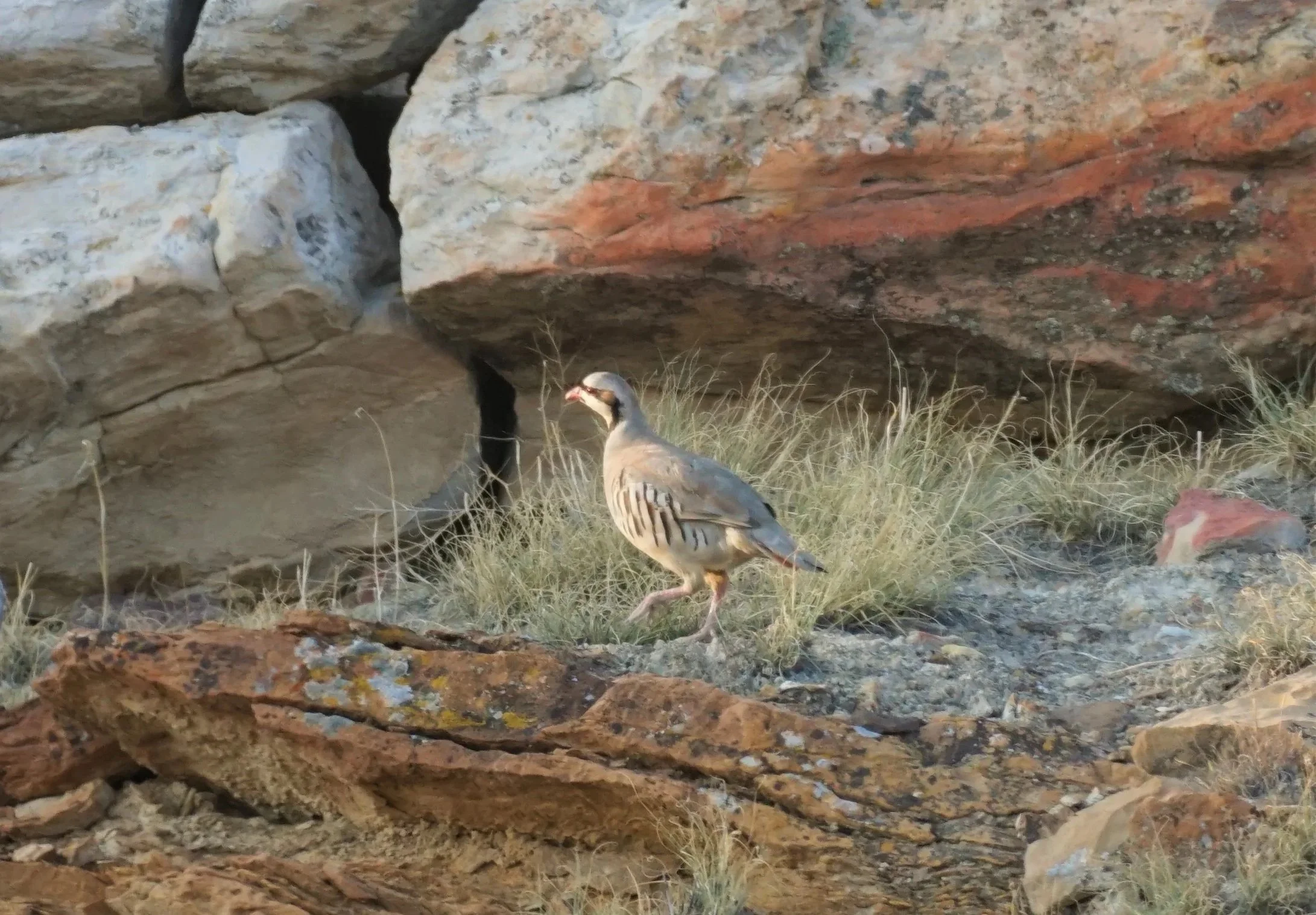 Upland Wingshooting | Guided Hunts | Wyoming Wings and Waters | Cody ...